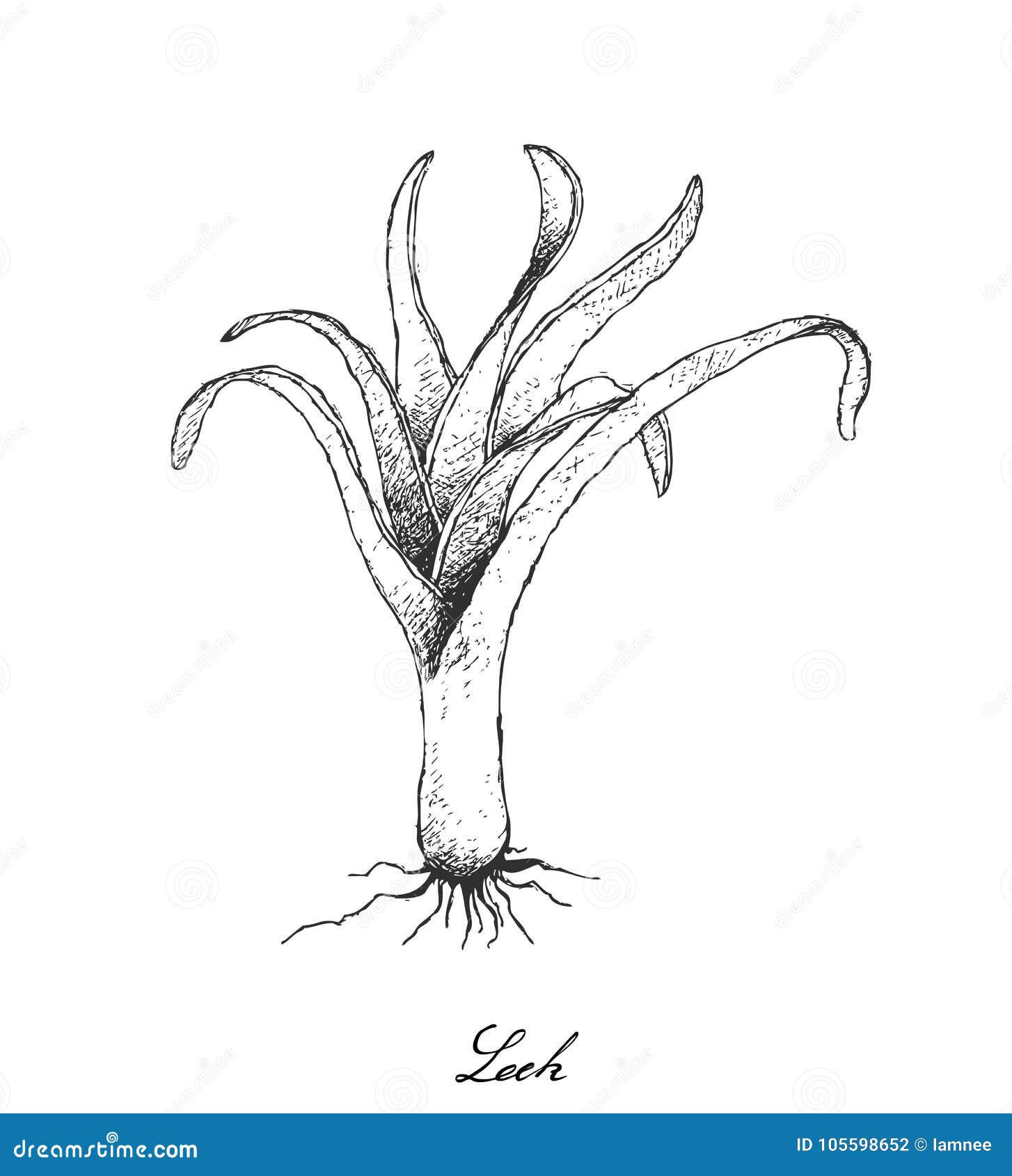 Kurrat Stock Illustrations – 15 Kurrat Stock Illustrations, Vectors ...