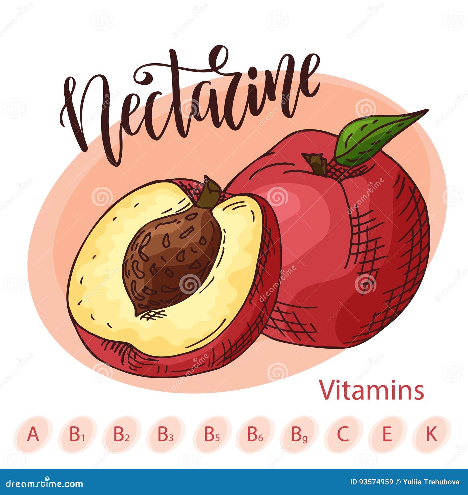 Hand Drawn Fruit Illustration. Sweet Nectarine Element Stock Vector ...