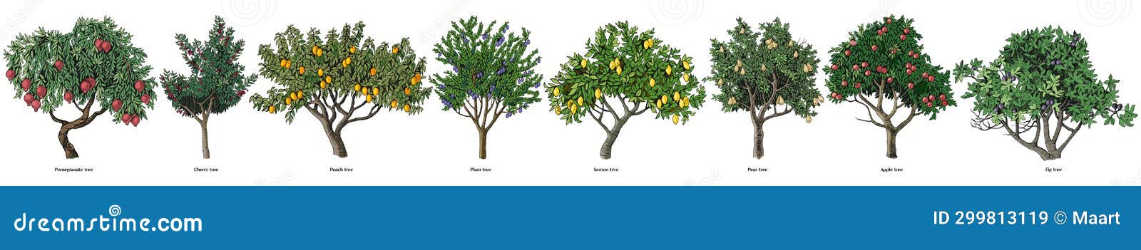 Hand Drawn Fruit Trees Collection Stock Illustration - Illustration of ...