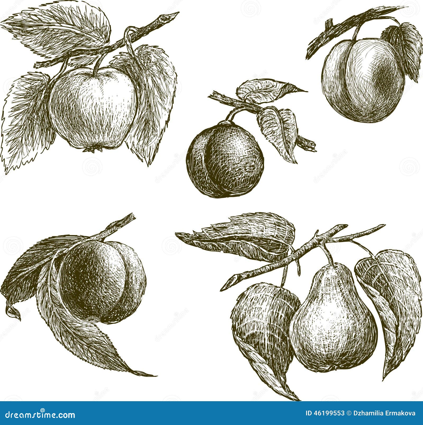 Hand drawn fruit stock vector. Illustration of harvest - 46199553