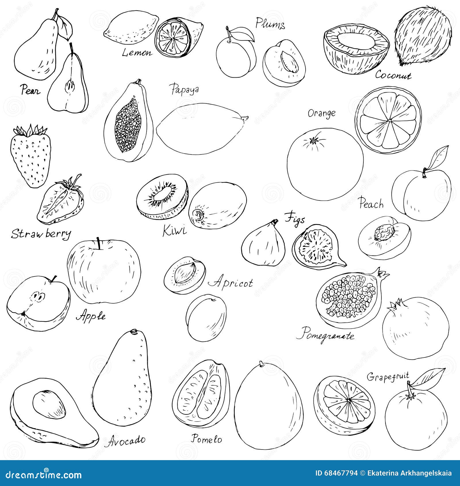 Hand Drawn Fruits Vector Set Stock Vector - Illustration of linear ...