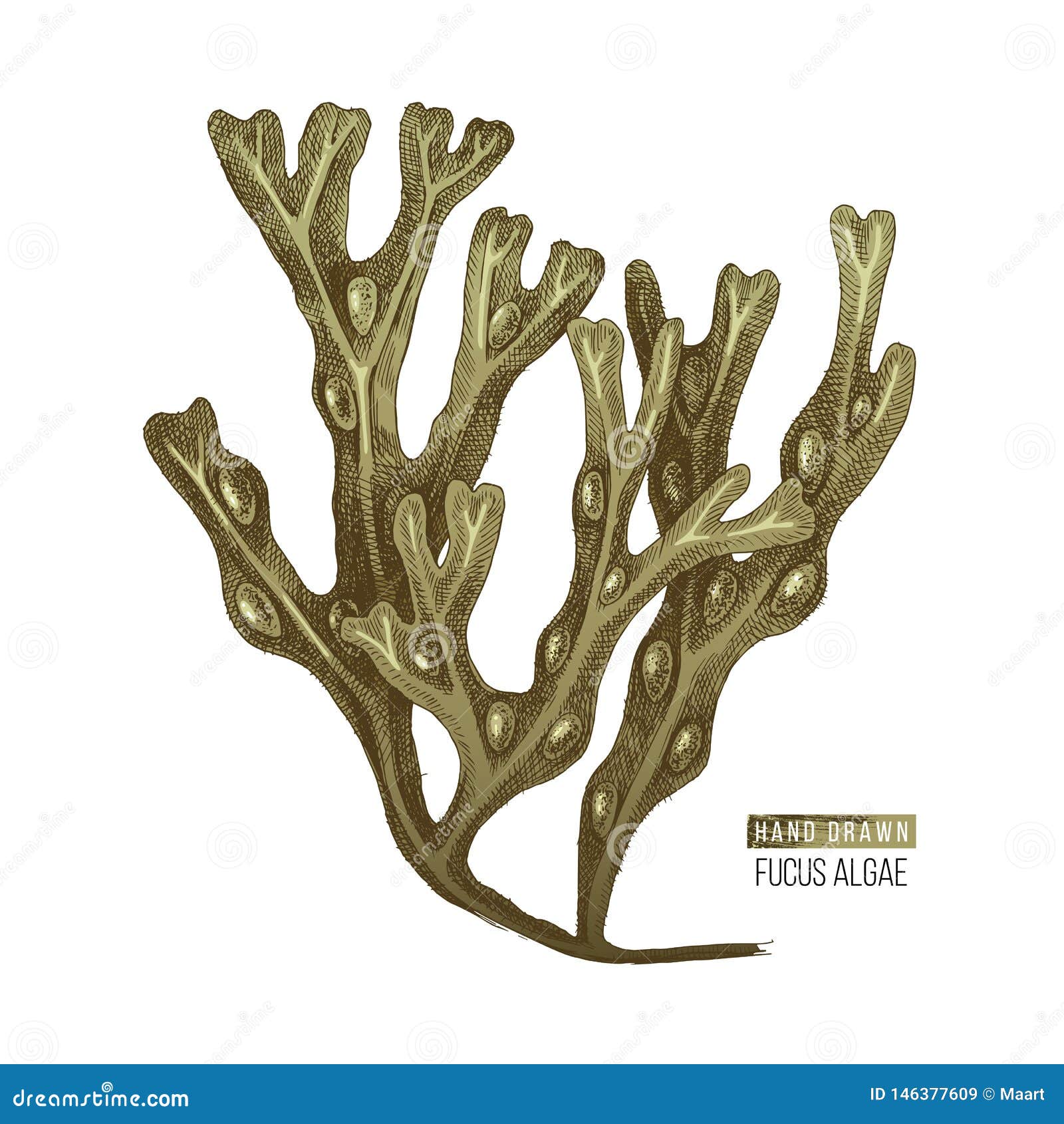 Fucus, Edible Seaweed, Health Benefits. Funny Hand Drawn Infographic ...