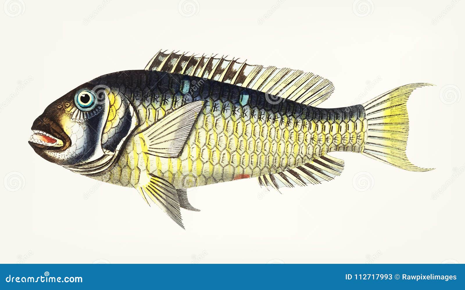 Hand Drawn of Gilt-head Bream Stock Illustration - Illustration of hand ...