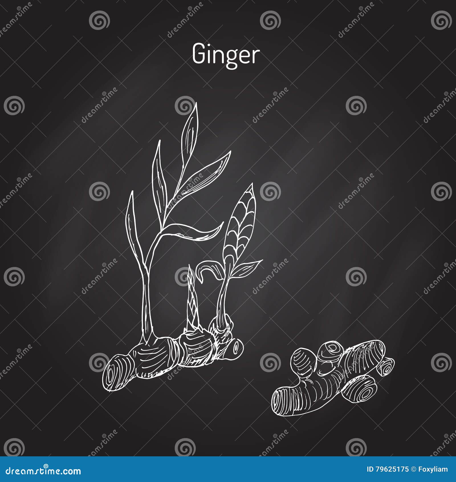 Hand drawn ginger plant stock vector. Illustration of kitchen - 79625175