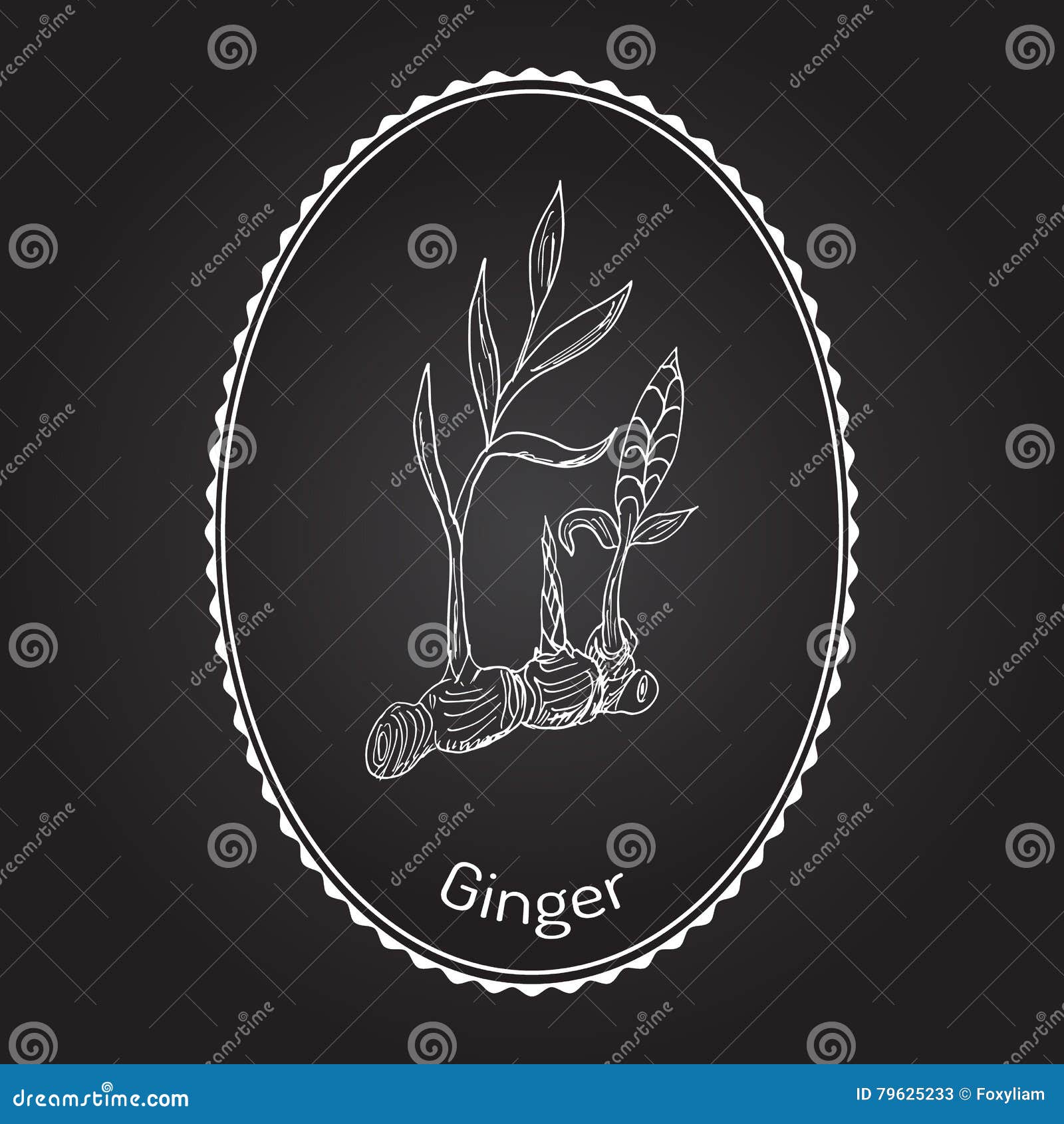Hand drawn ginger plant stock vector. Illustration of icon - 79625233