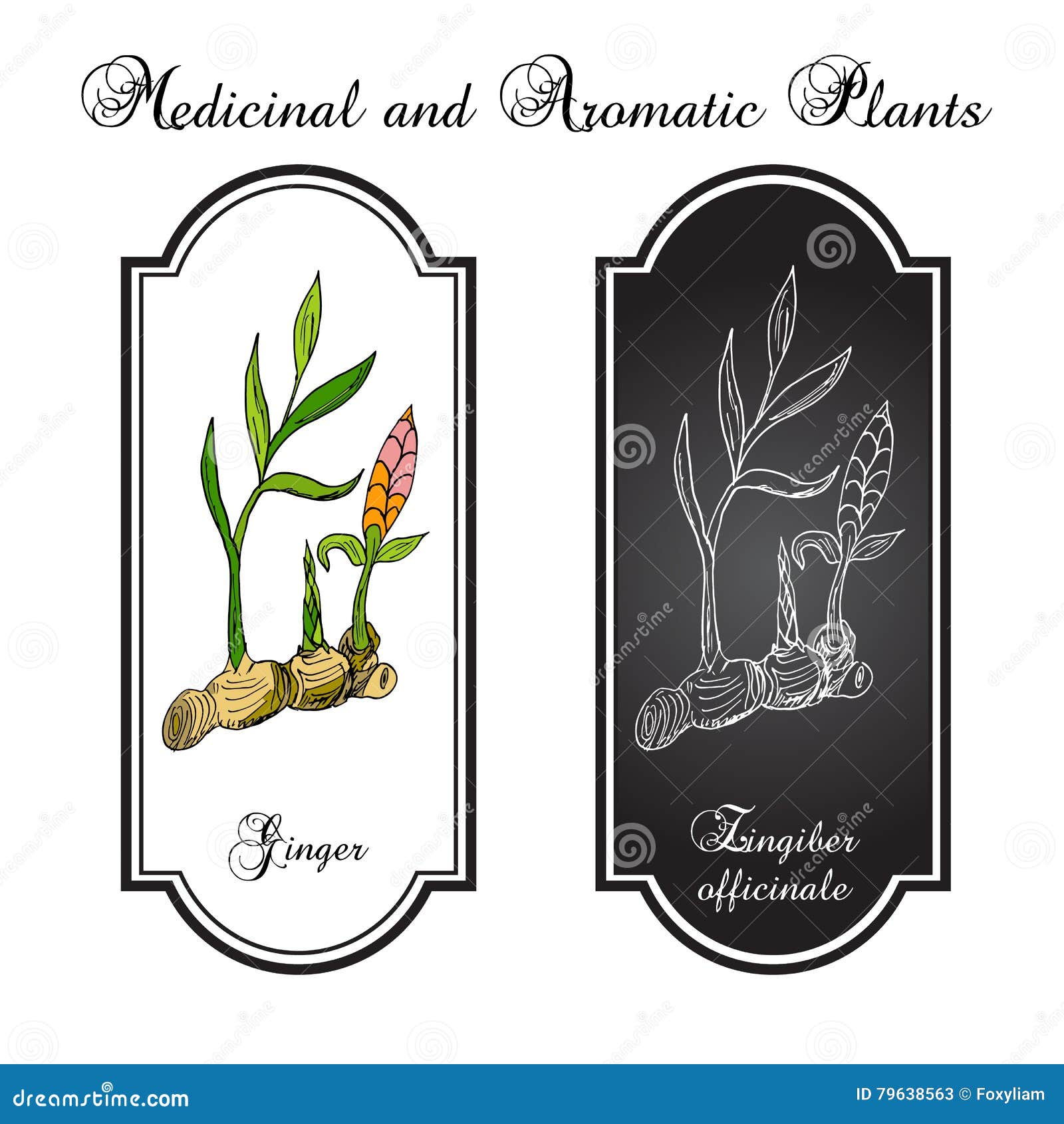 Hand drawn ginger plant stock vector. Illustration of herb - 79638563