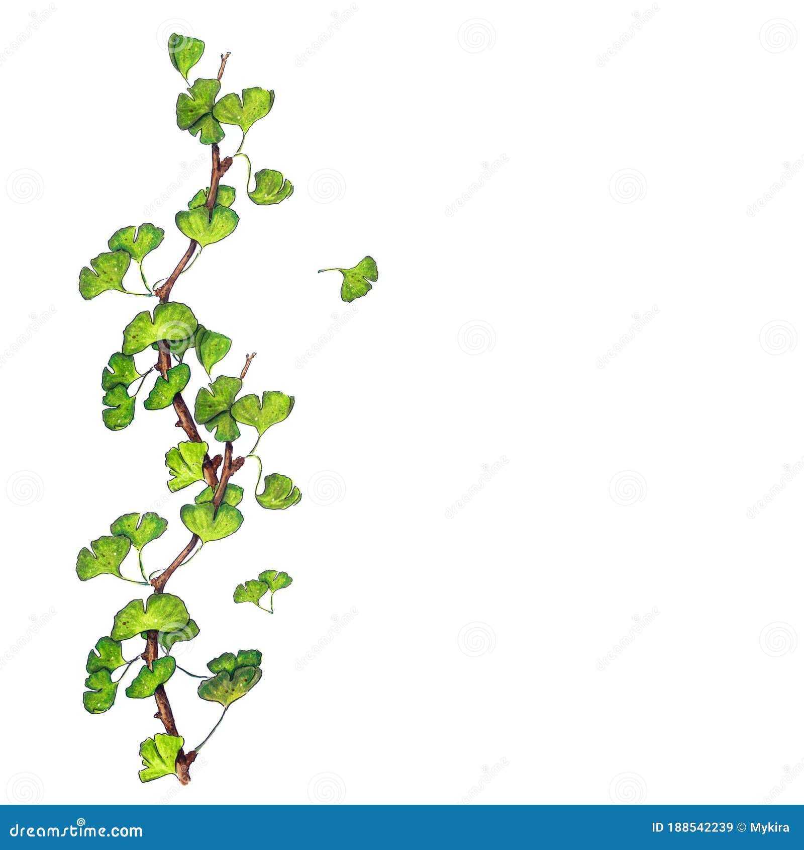 Hand Drawn Ginko Tree Branch on White Stock Illustration - Illustration ...