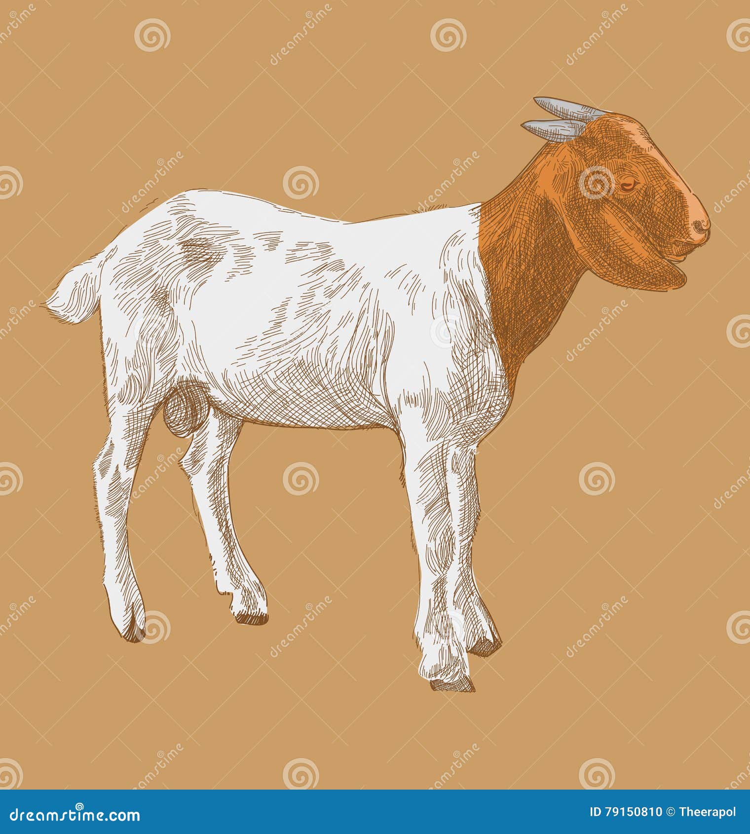 Hand drawn goat stock illustration. Illustration of walk - 79150810