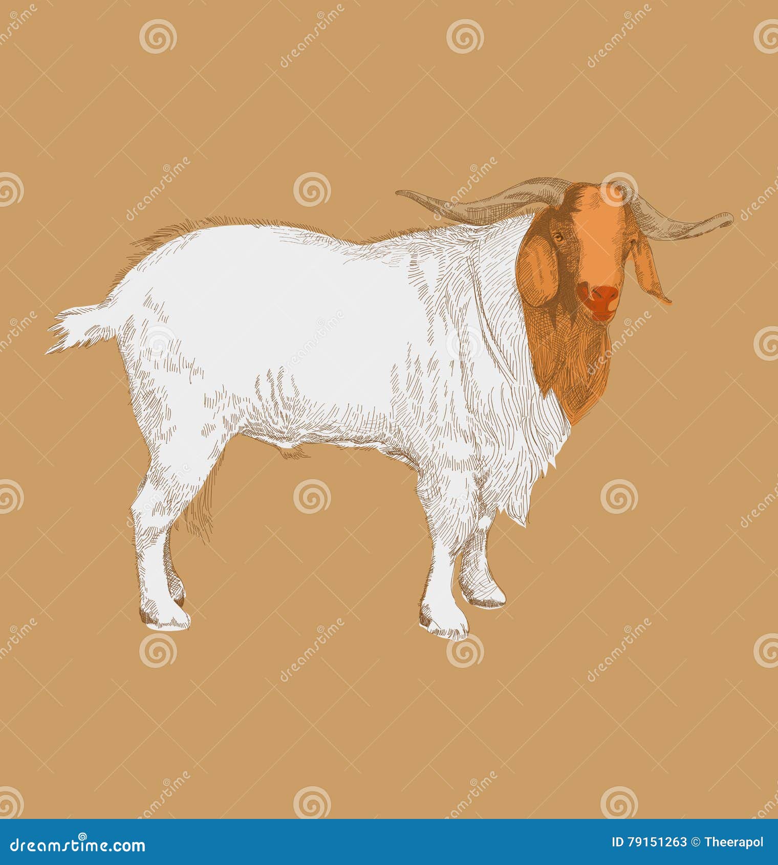 Hand drawn goat stock illustration. Illustration of walk - 79151263