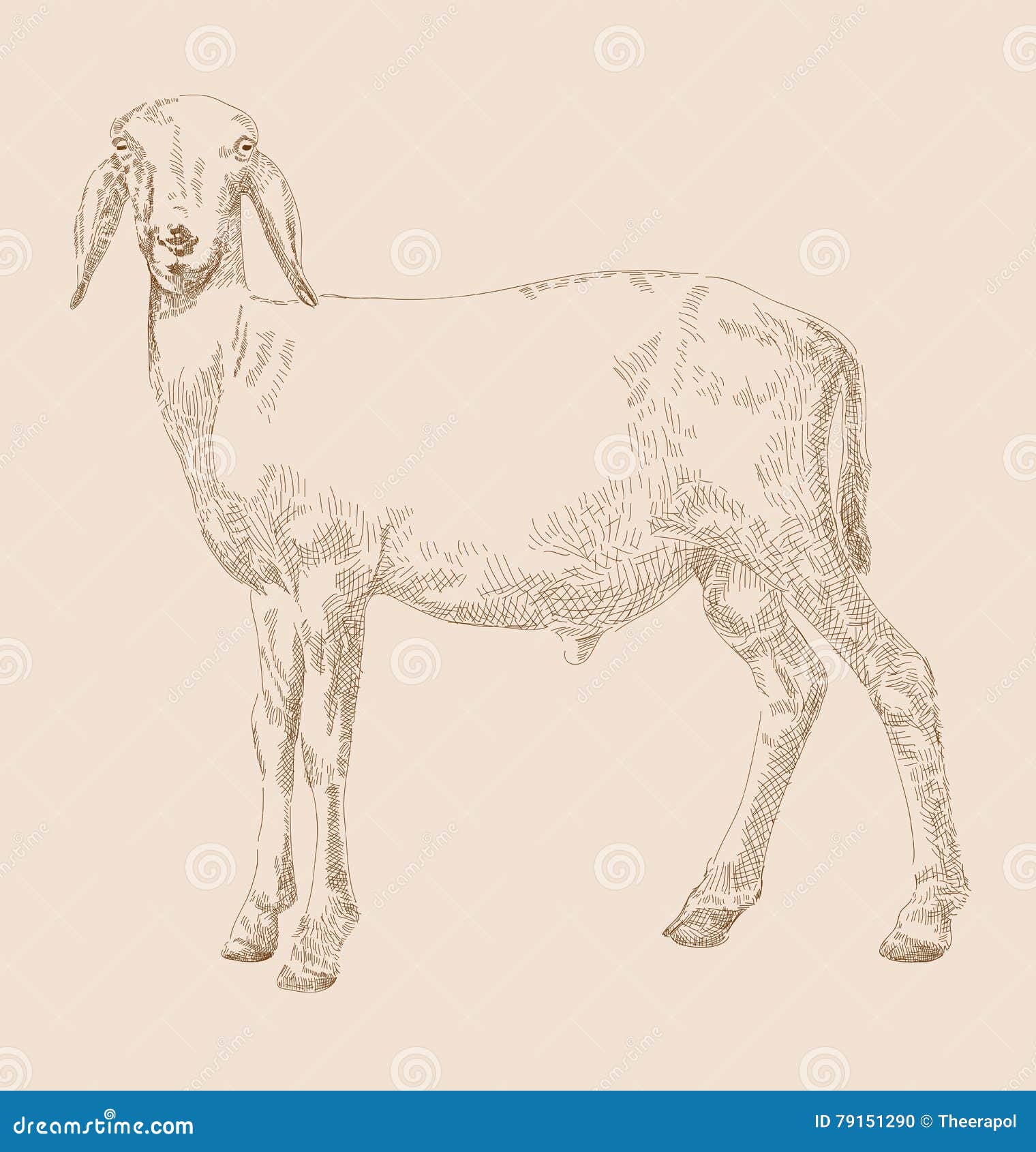 Hand drawn goat stock illustration. Illustration of mammal - 79151290