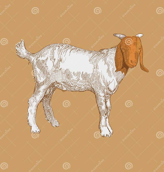 Hand drawn goat stock illustration. Illustration of farming - 79151509
