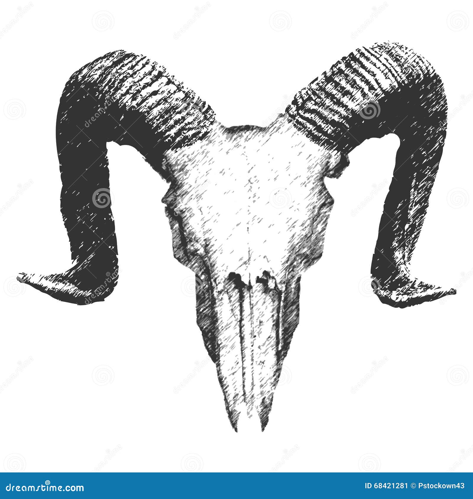 Hand drawn goat skull stock vector. Illustration of lamb - 68421281