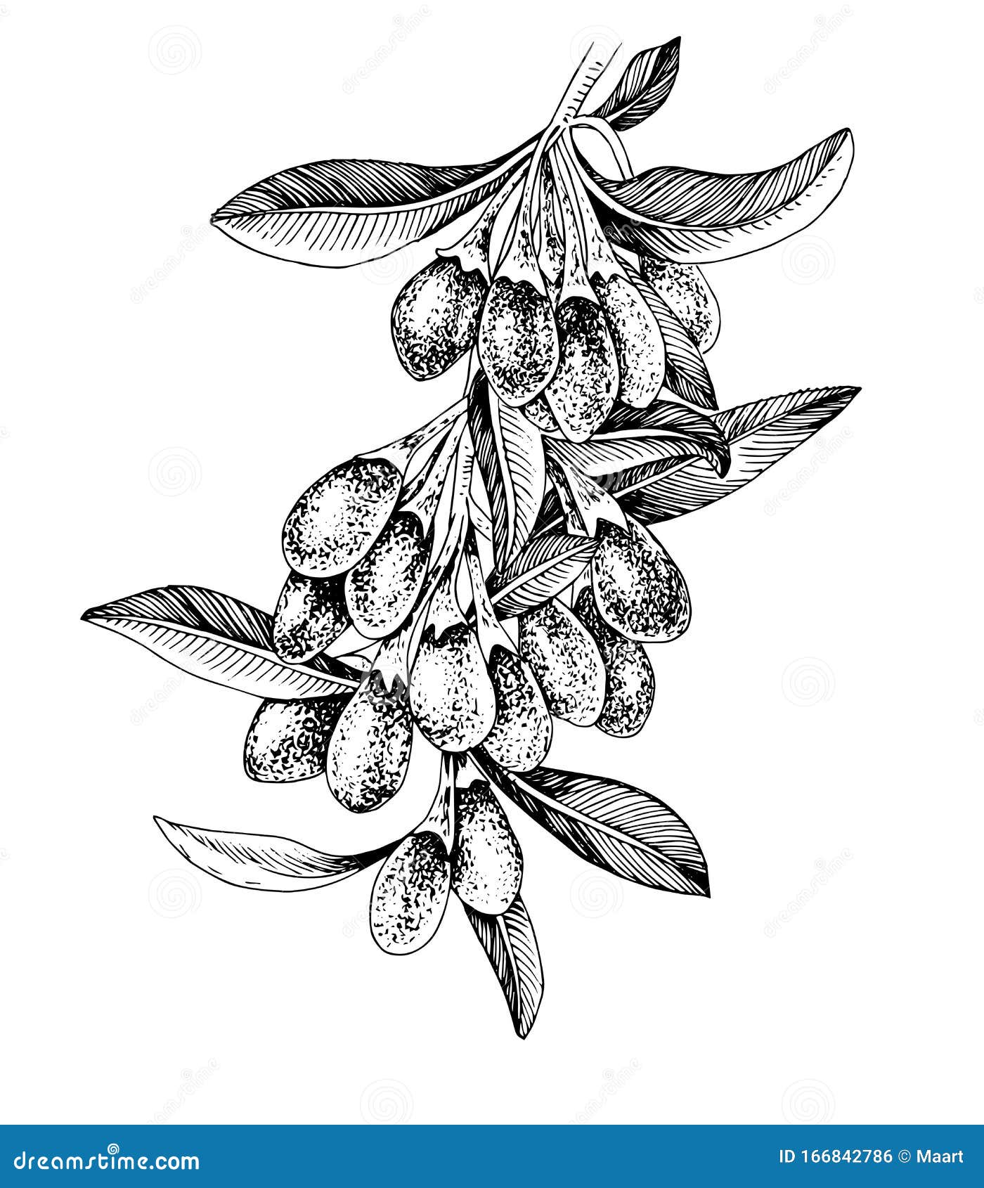 Hand Drawn Goji Berries on a Branch. Stock Vector - Illustration of ...