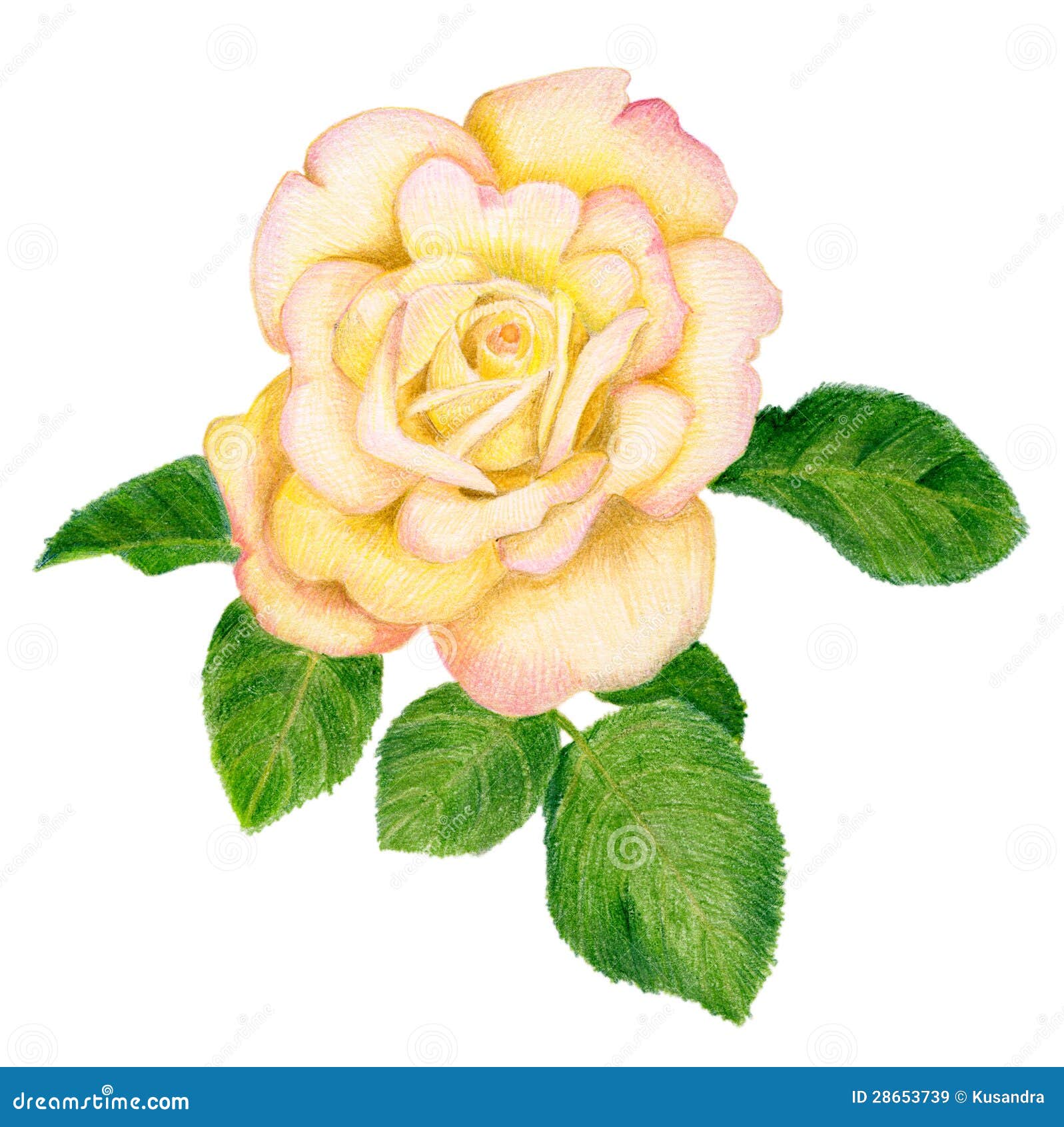Hand-drawn golden rose stock illustration. Illustration of color - 28653739