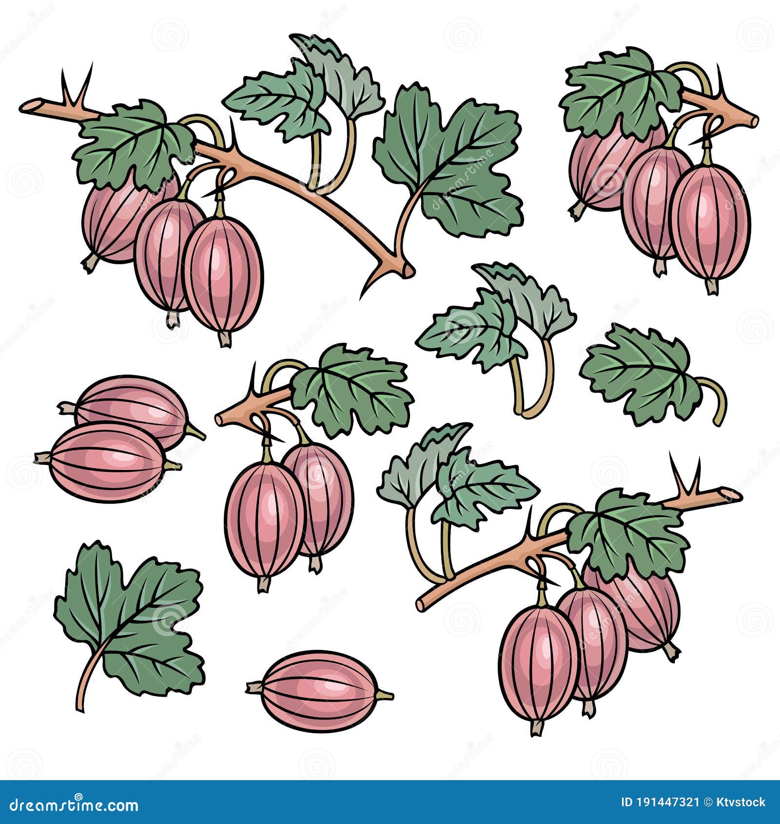 Hand Drawn Gooseberry. Set of Objects Stock Vector - Illustration of ...