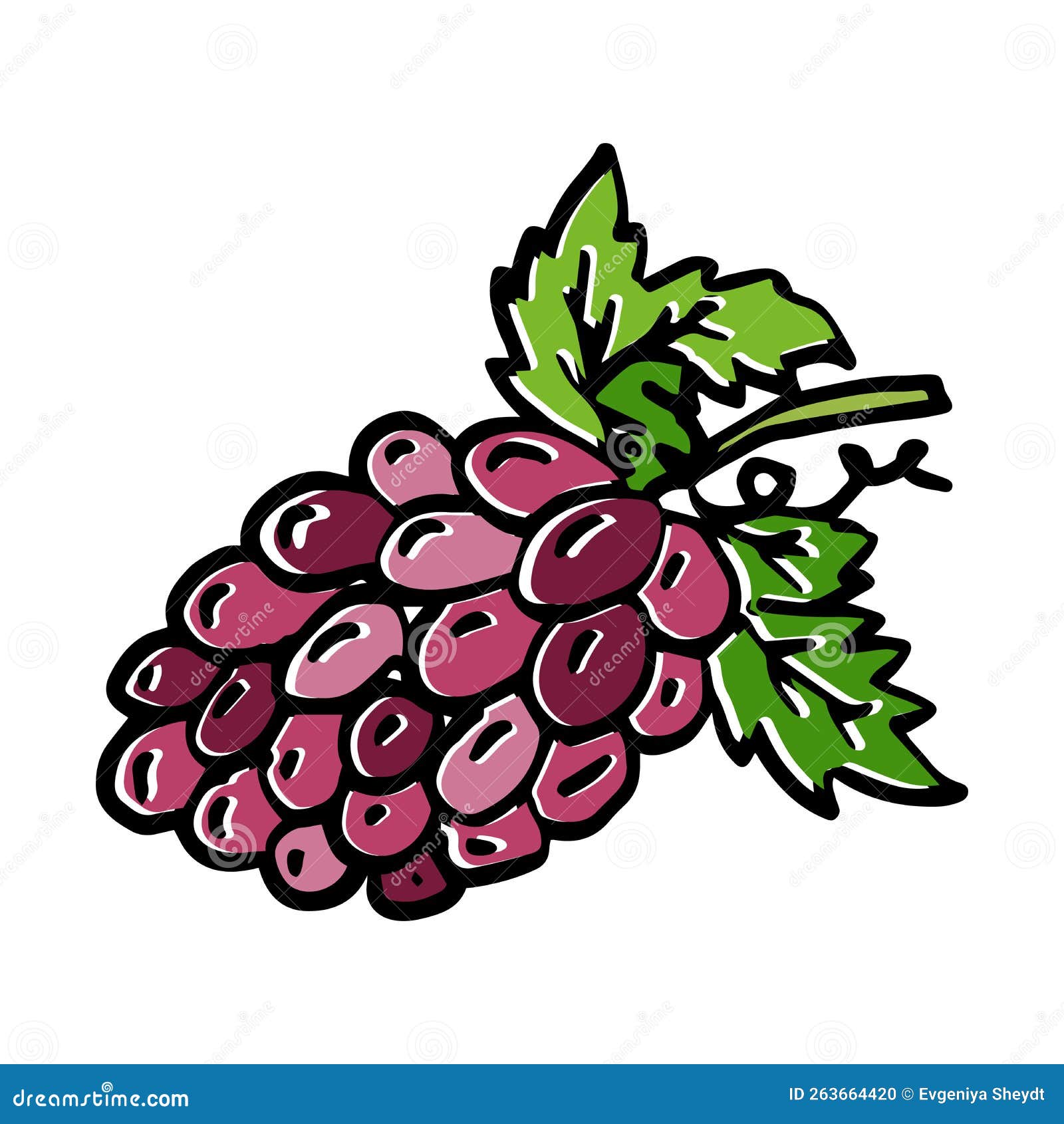 Hand Drawn Grape Isolated on White Background. Vector Illustration ...