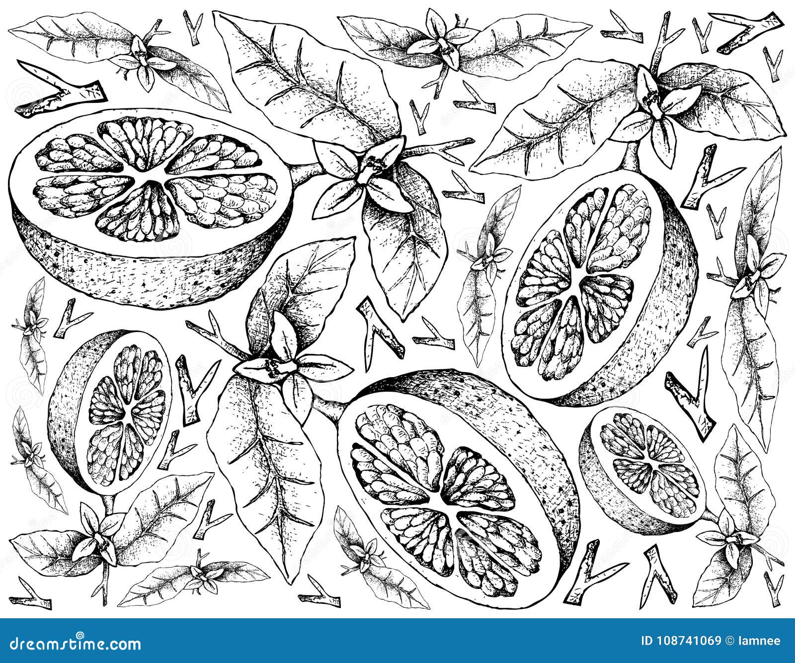 Hand Drawn of Grapefruit Fruit on White Background Stock Vector ...