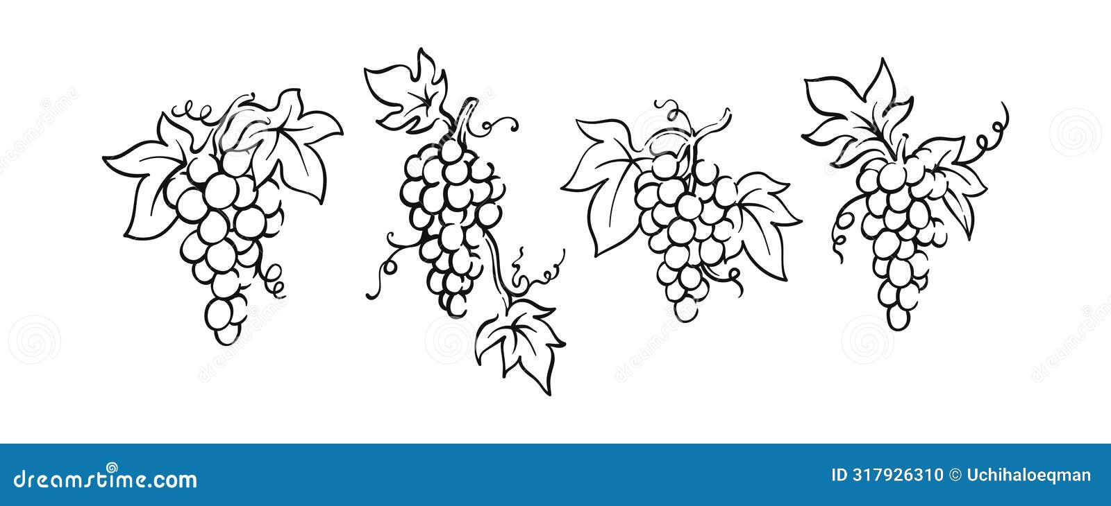 Hand Drawn Grapevine Simple Drawing Illustration Vector Design Stock ...