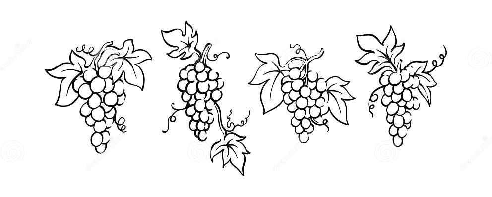 Hand Drawn Grapevine Simple Drawing Illustration Vector Design Stock ...