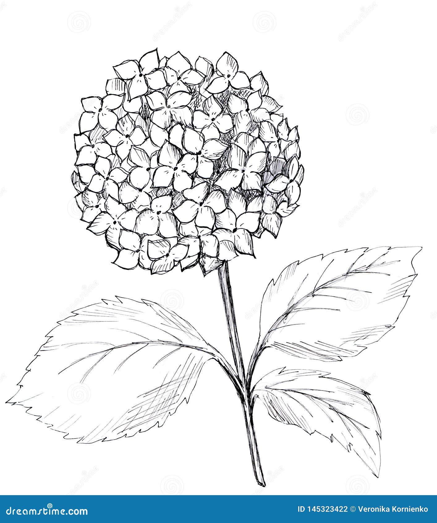 Hydrangea Black And White Vector Illustration For Coloring, Drawing ...