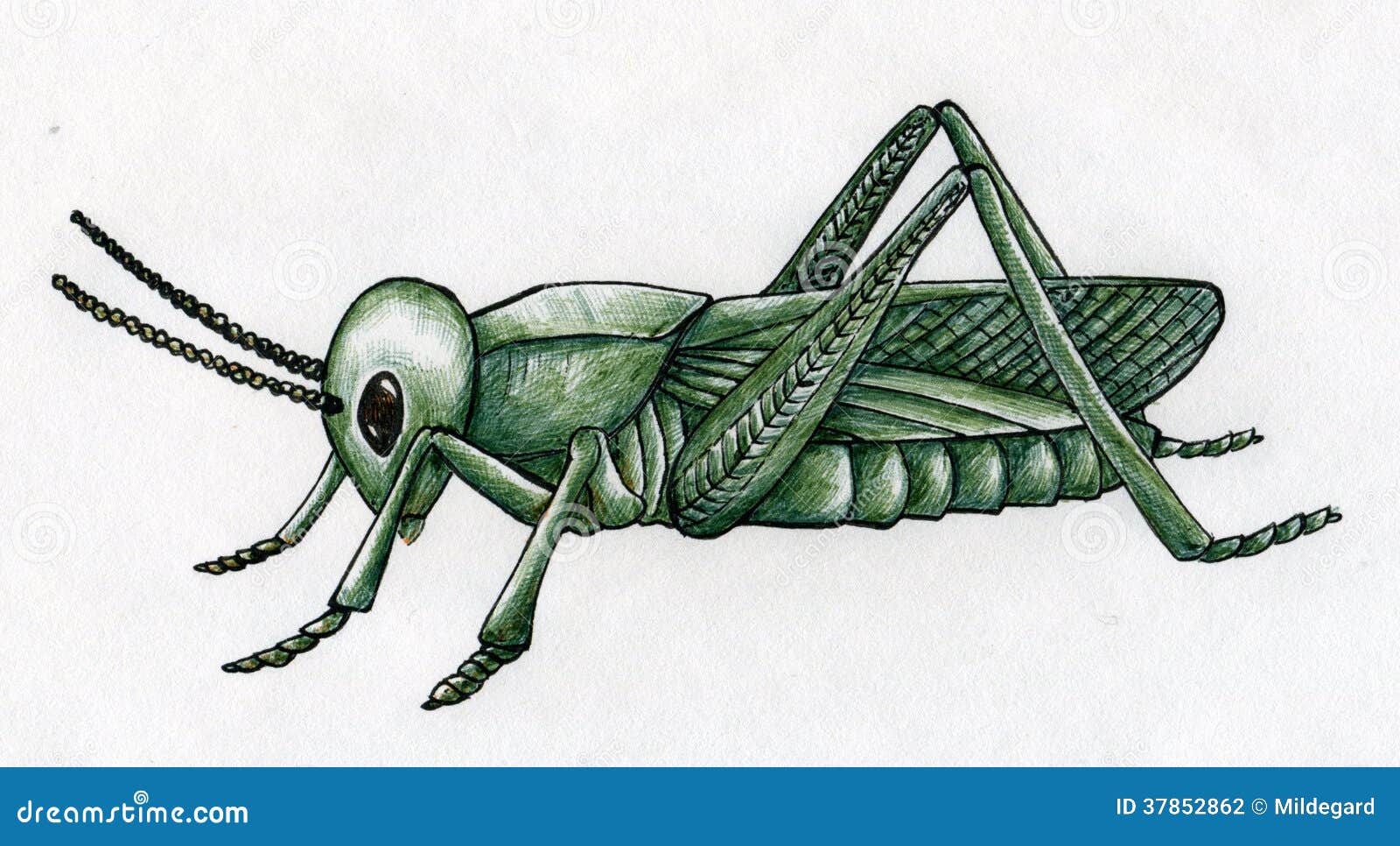 Hand drawn grasshopper stock illustration. Illustration of insects ...