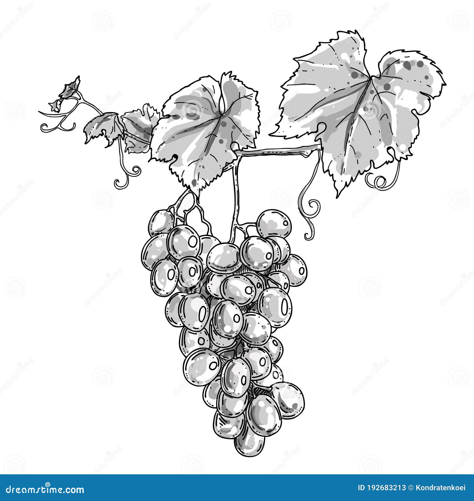 Hand Drawn Gray Scale Illustration of Grape on the Branch on White ...