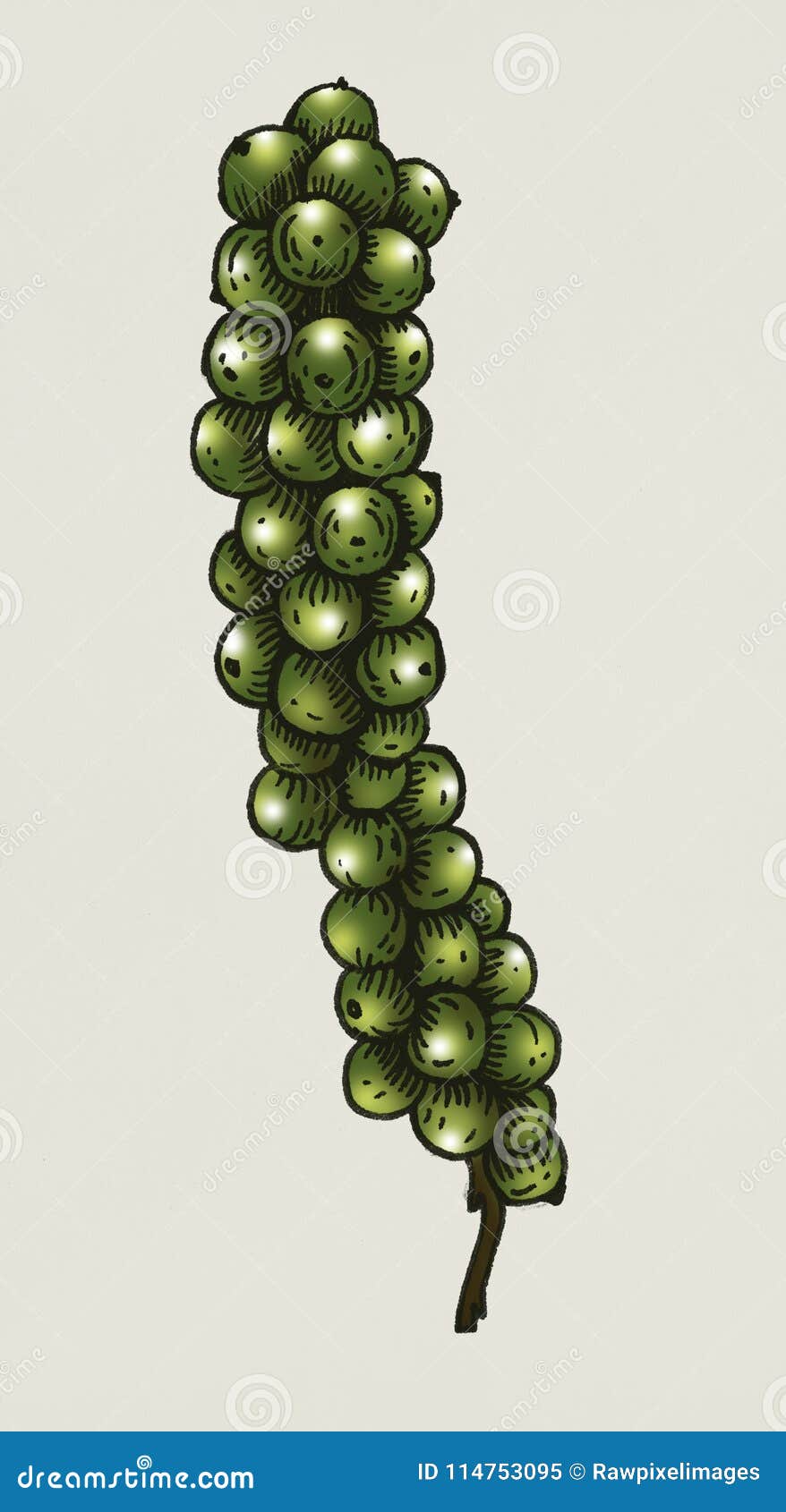 Hand Drawn Green Peppercorn Illustration Stock Illustration ...