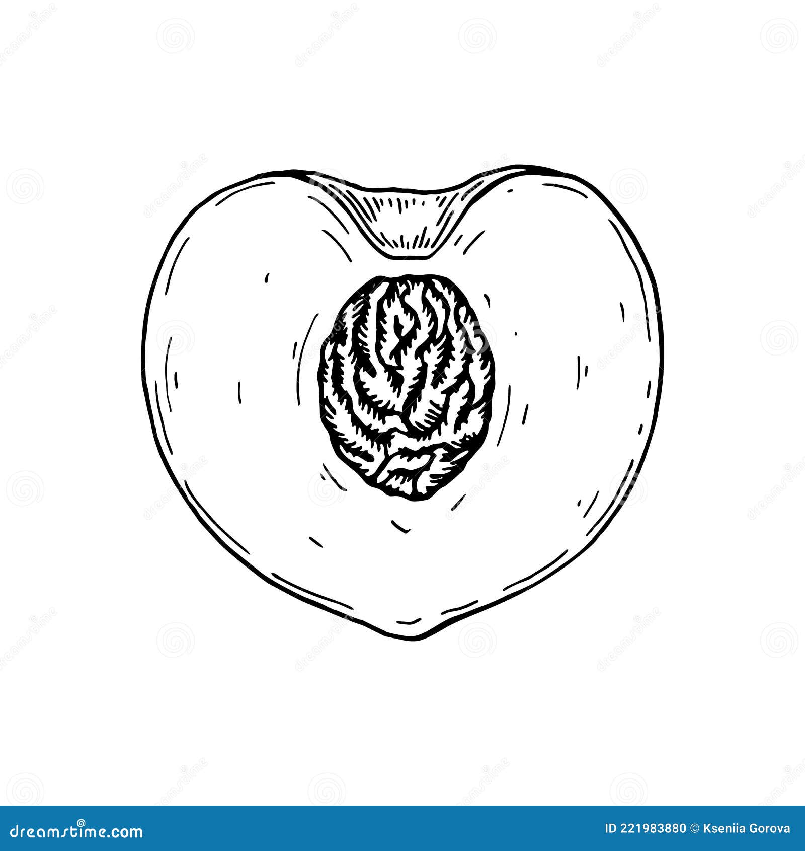 Hand Drawn Half of Peach Isolated on White Background. Vector ...