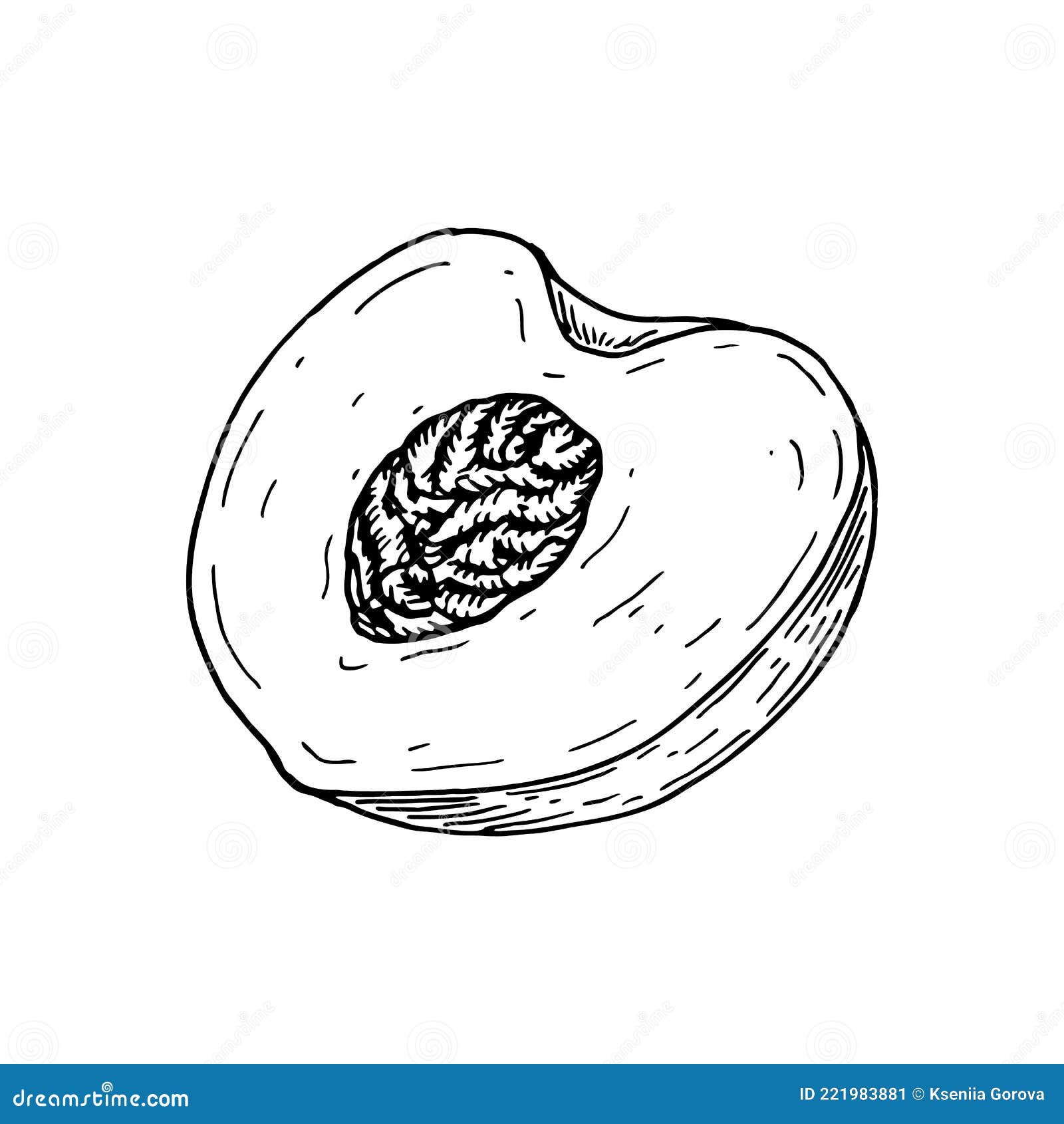 Hand Drawn Half of Peach Isolated on White Background. Vector ...