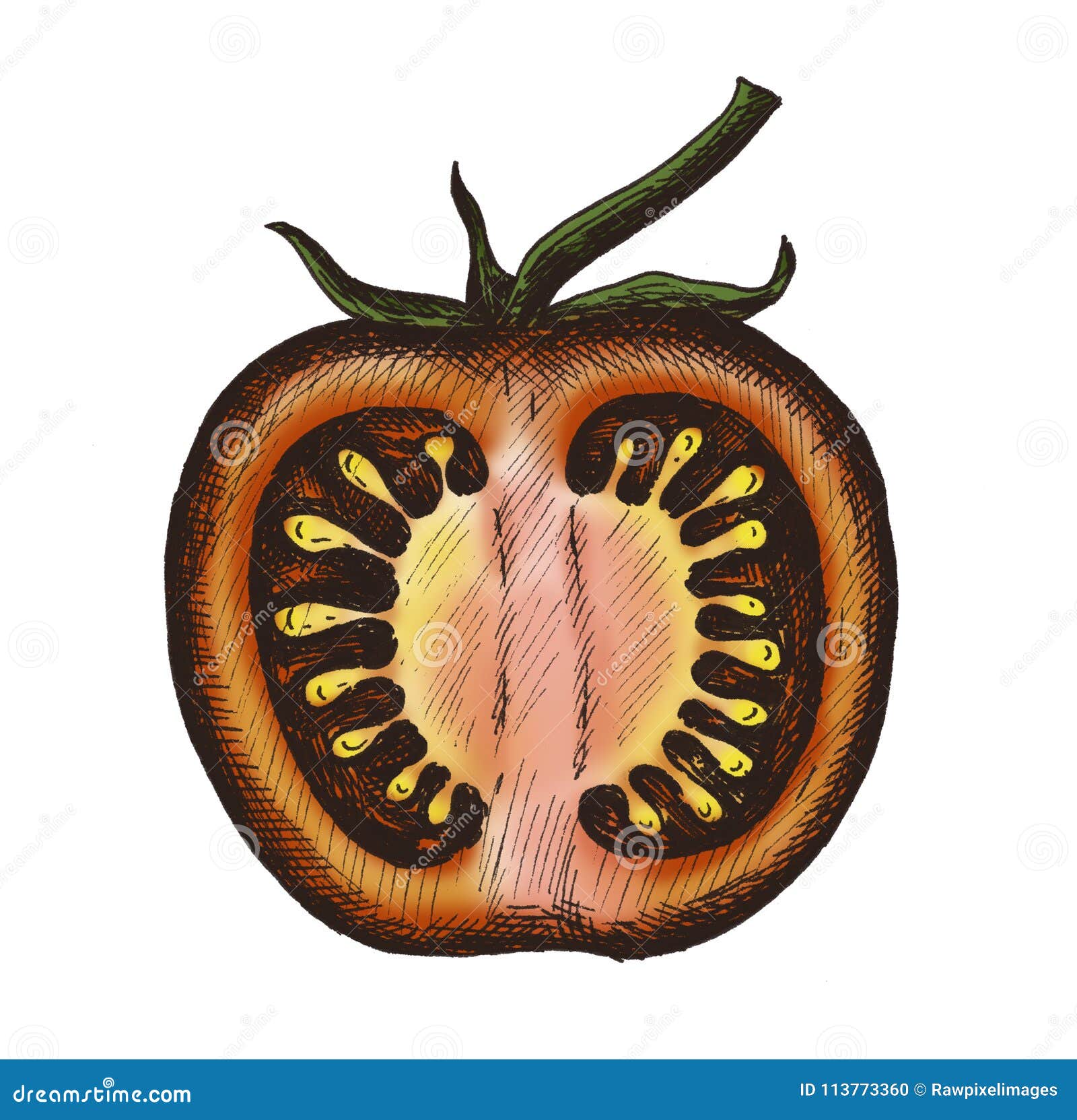 Hand Drawn Halved Fresh Tomato Stock Illustration - Illustration of ...