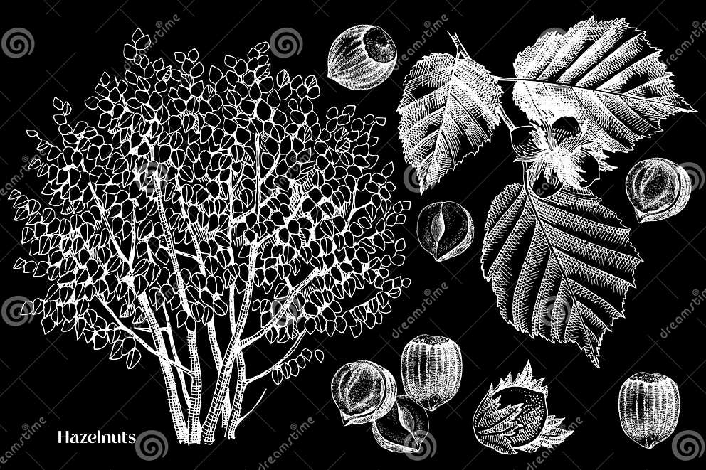 Hand Drawn Hazelnuts Vector Set Stock Vector - Illustration of snack ...