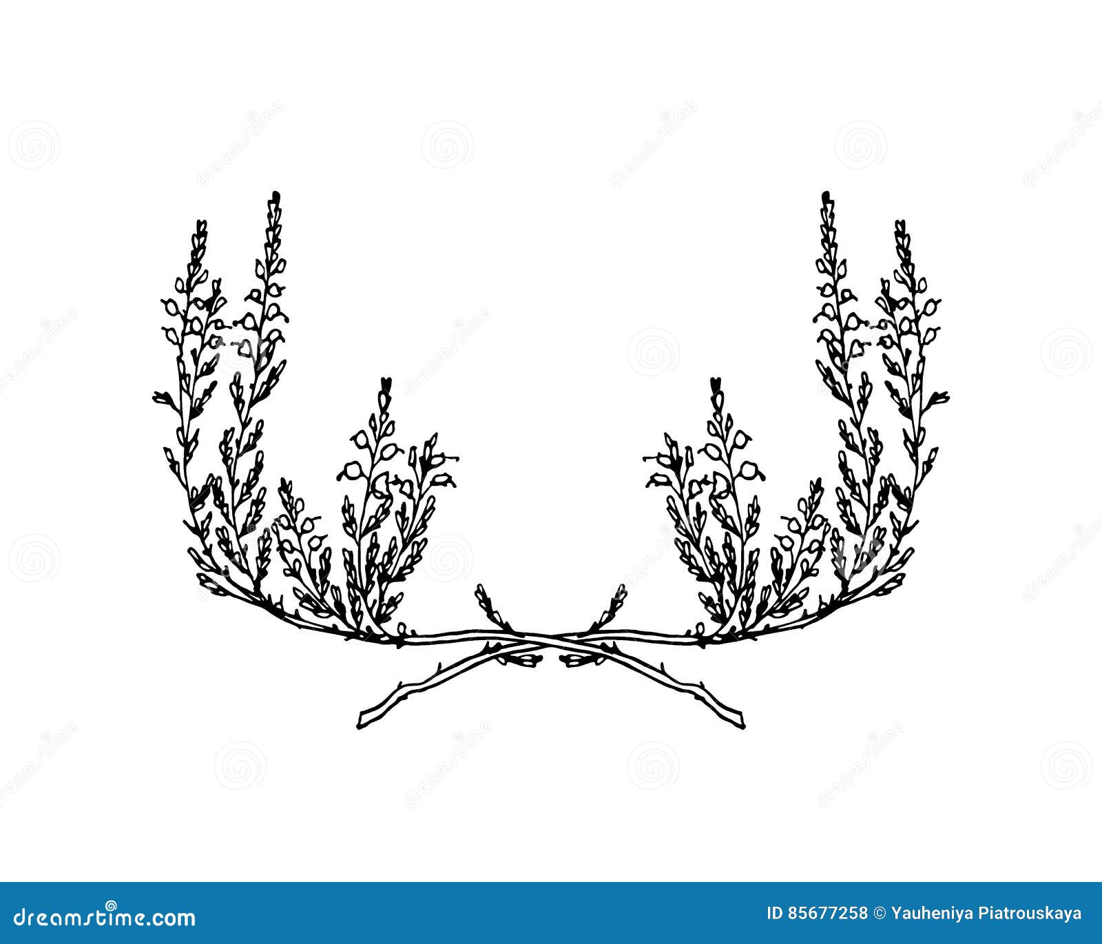 Hand drawn heather stock vector. Illustration of grass - 85677258