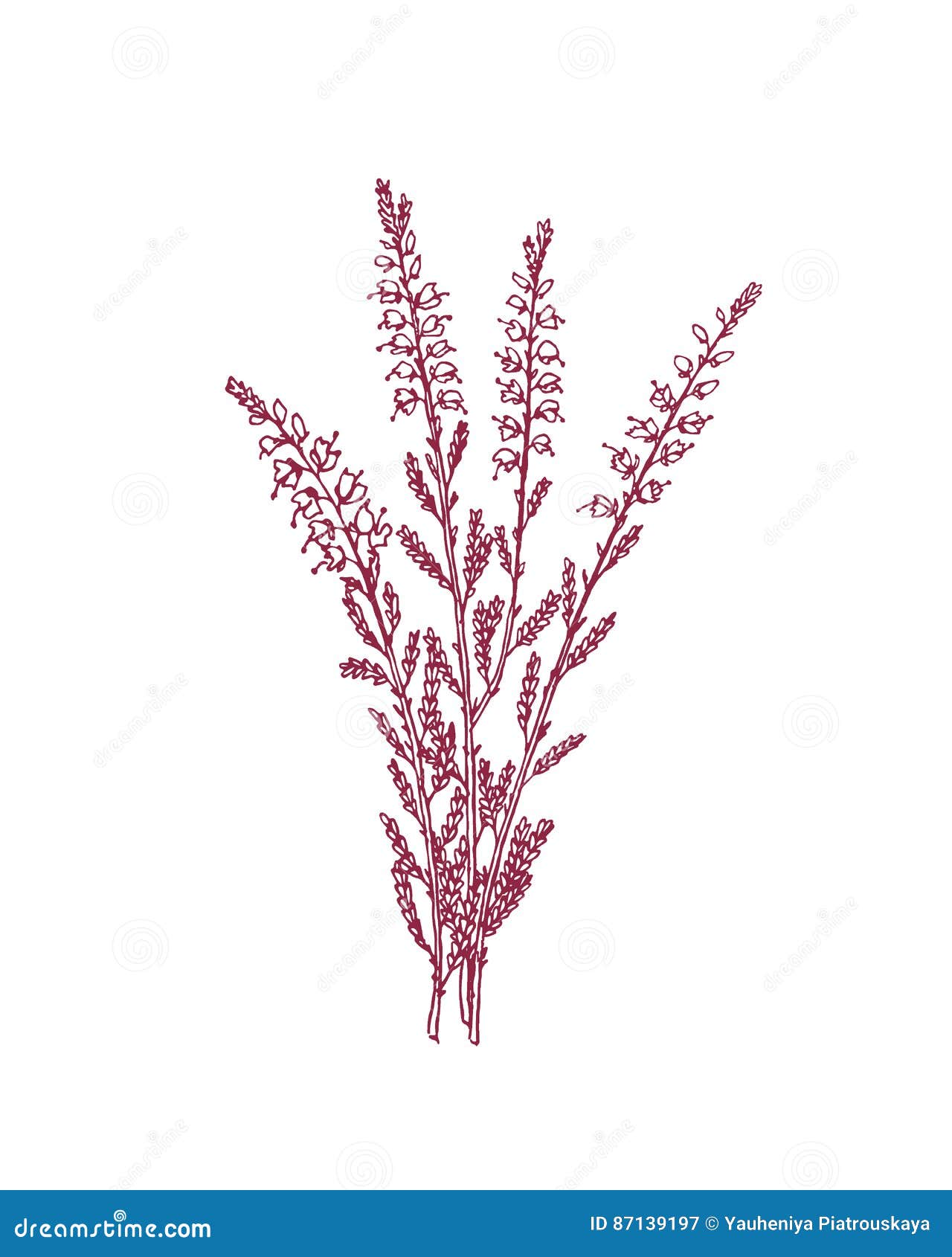 Hand drawn heather stock vector. Illustration of europe - 87139197