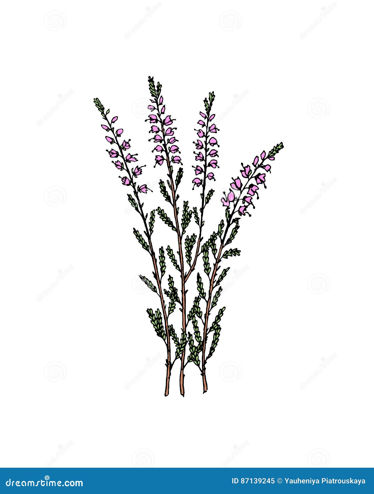 Hand drawn heather stock vector. Illustration of branch - 87139245