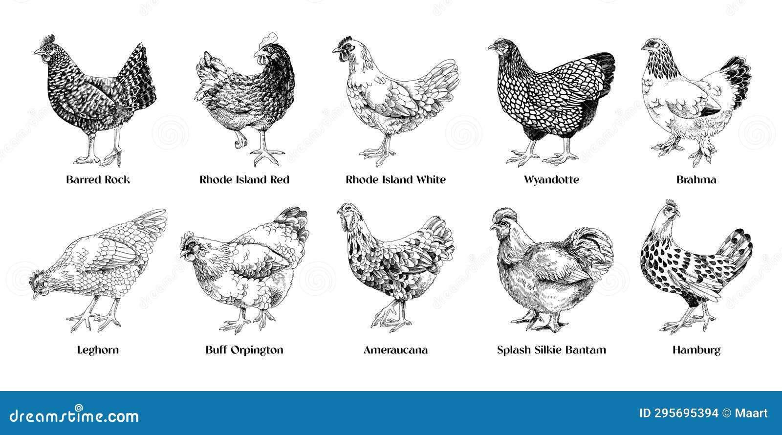 Hand Drawn Hens of Different Breeds Collection Stock Vector ...