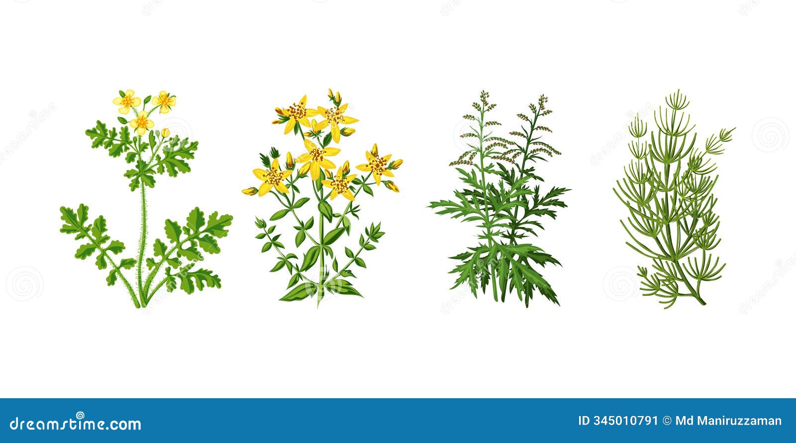 Hand Drawn Herbal Medicinal Plants Vector Stock Vector - Illustration ...