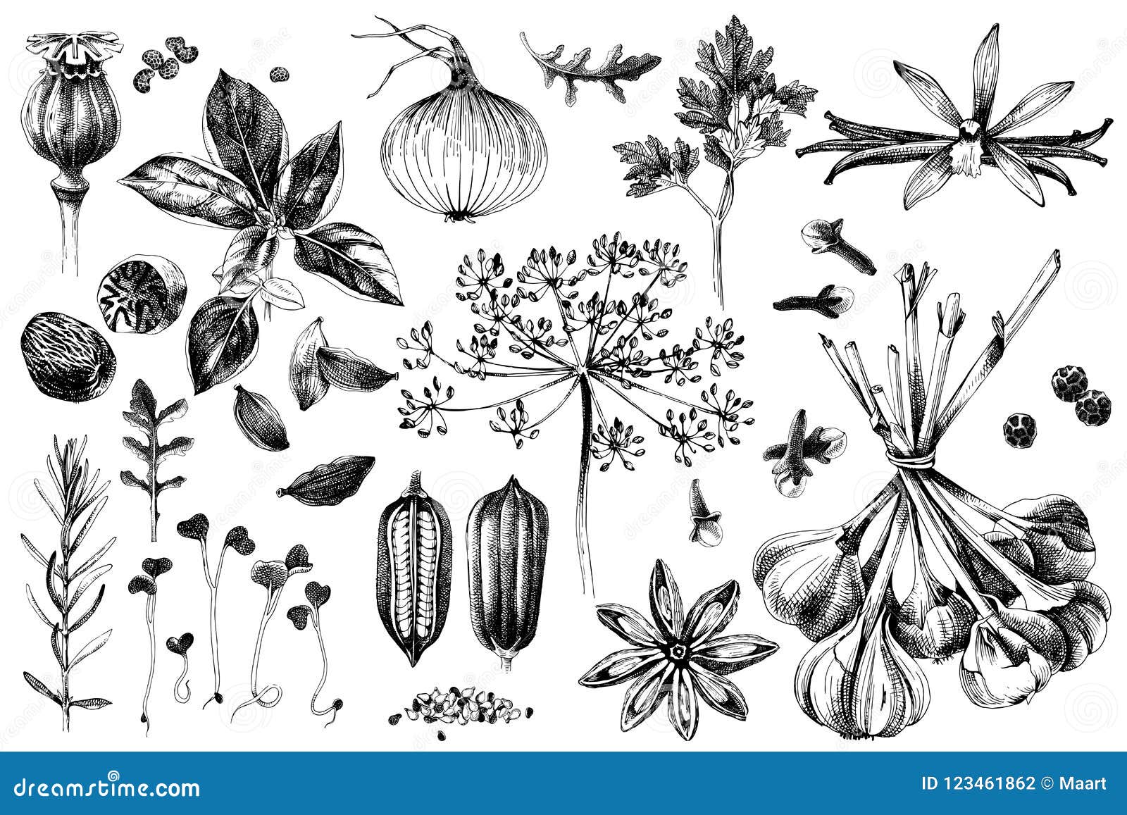 Hand Drawn Herbs and Spices Set Stock Vector - Illustration of onion ... Hand Drawn Herbs and Spices Set Stock Vector - Illustration of onion ...