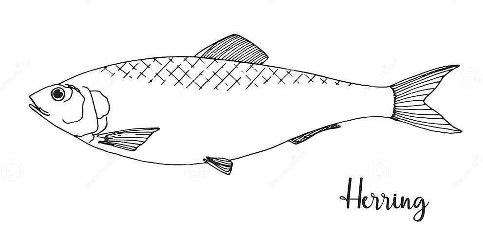 Hand Drawn Herring. Vector Illustration in Sketch Style. Stock ...