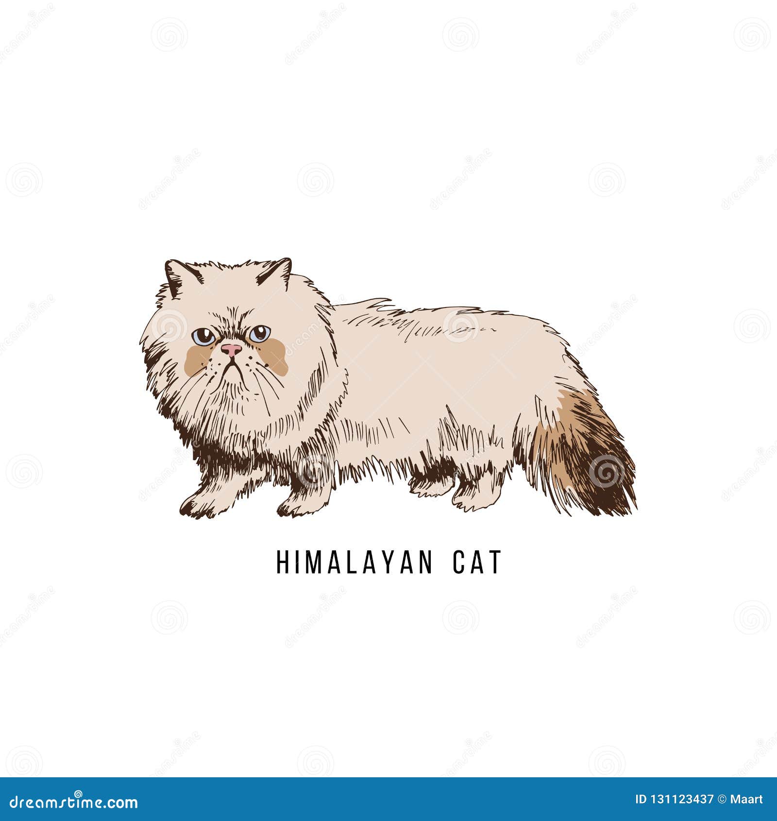 Hand drawn himalayan cat stock vector. Illustration of playful - 131123437