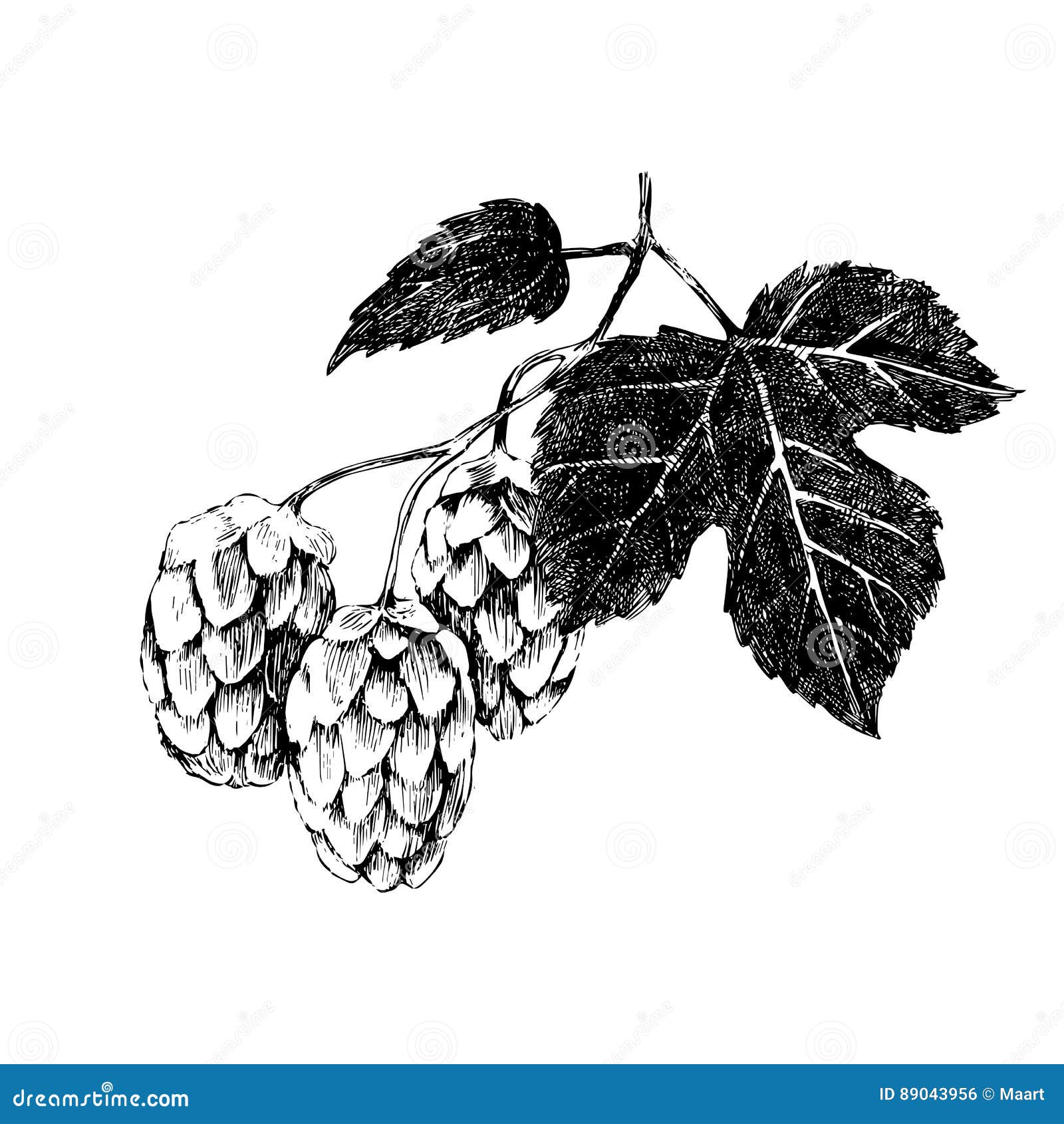 Hand Drawn Hop Plant Vector Illustration | CartoonDealer.com #89043956