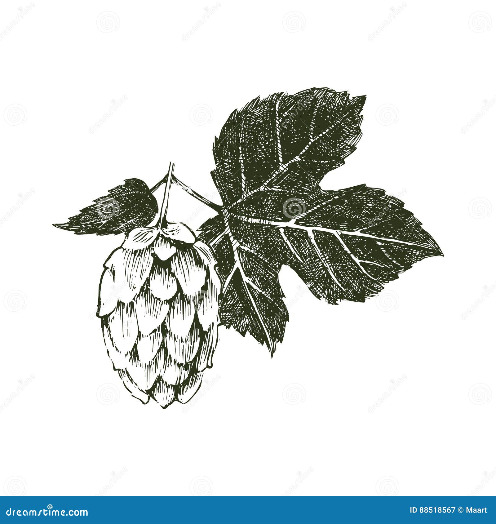 Hand drawn hop plant stock vector. Illustration of design - 88518567