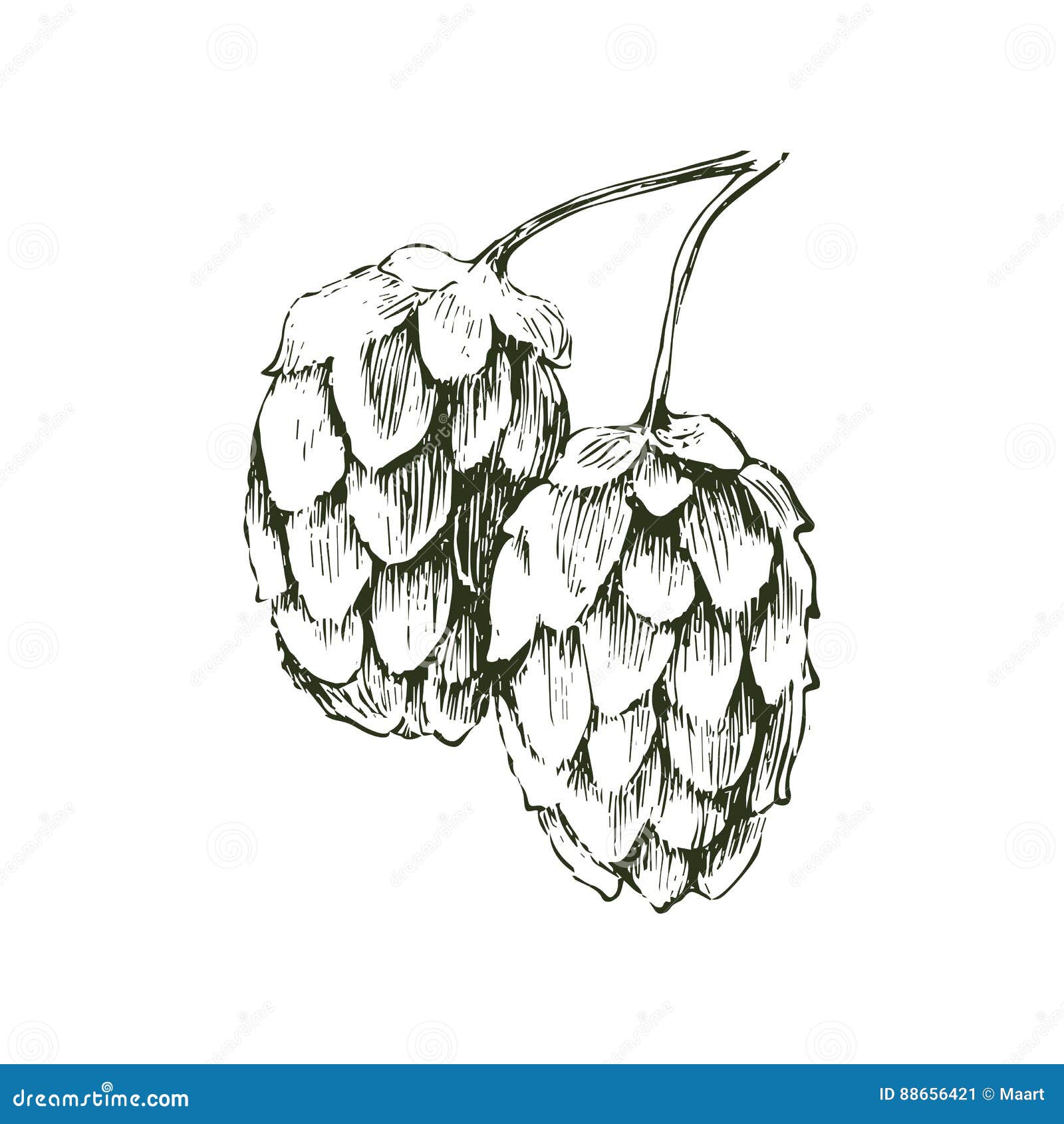 Hand drawn hop plant stock vector. Illustration of harvest - 88656421