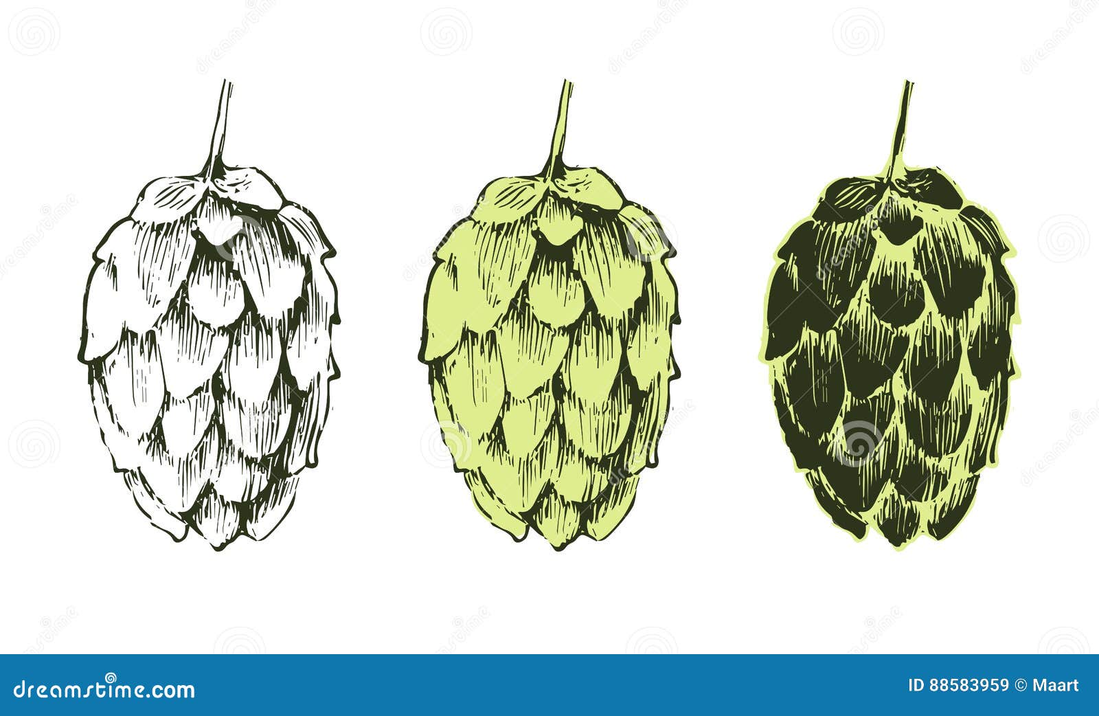 Hand drawn hop plant stock vector. Illustration of line - 88583959