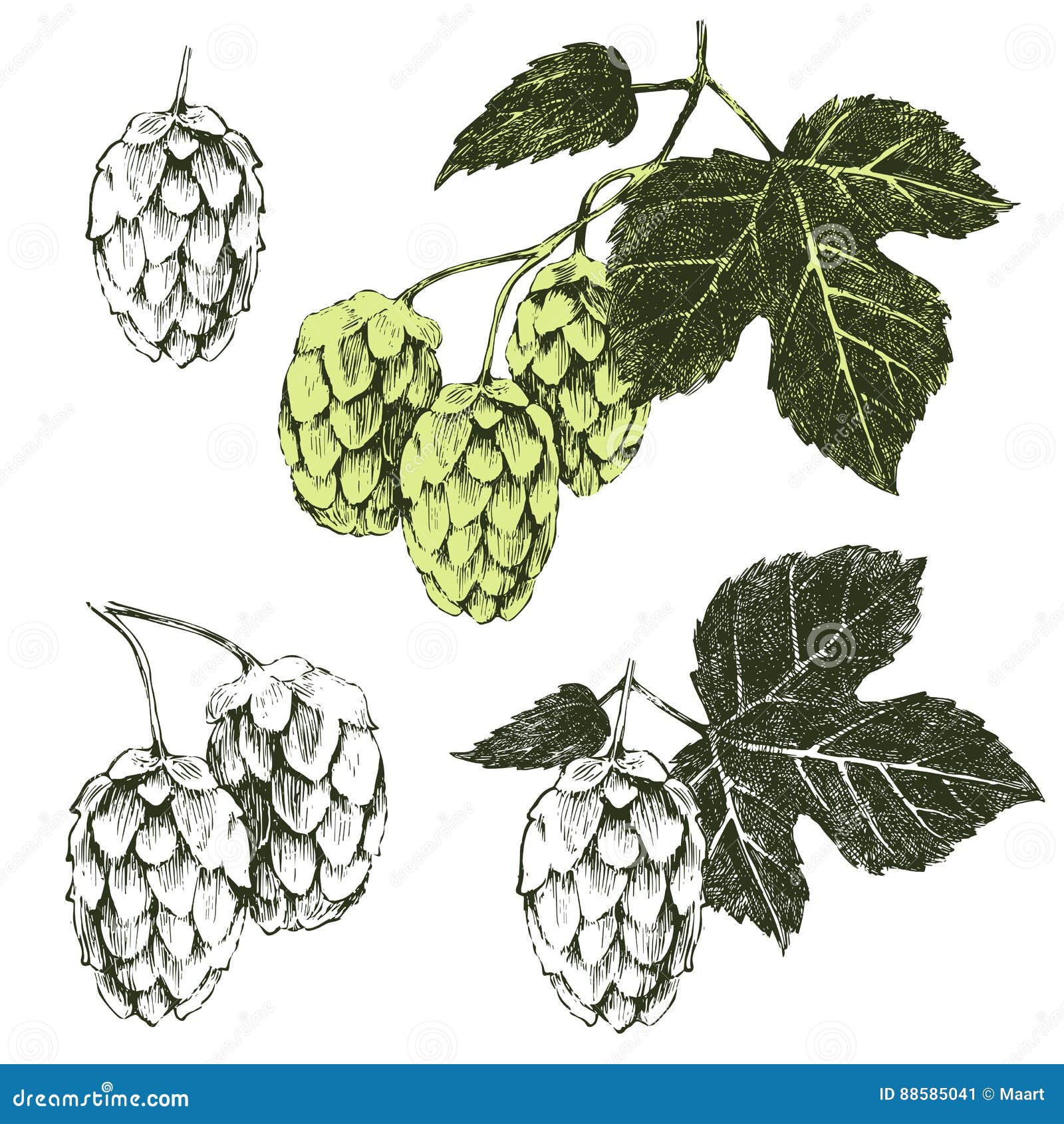Hand drawn hop set stock vector. Illustration of crop - 88585041