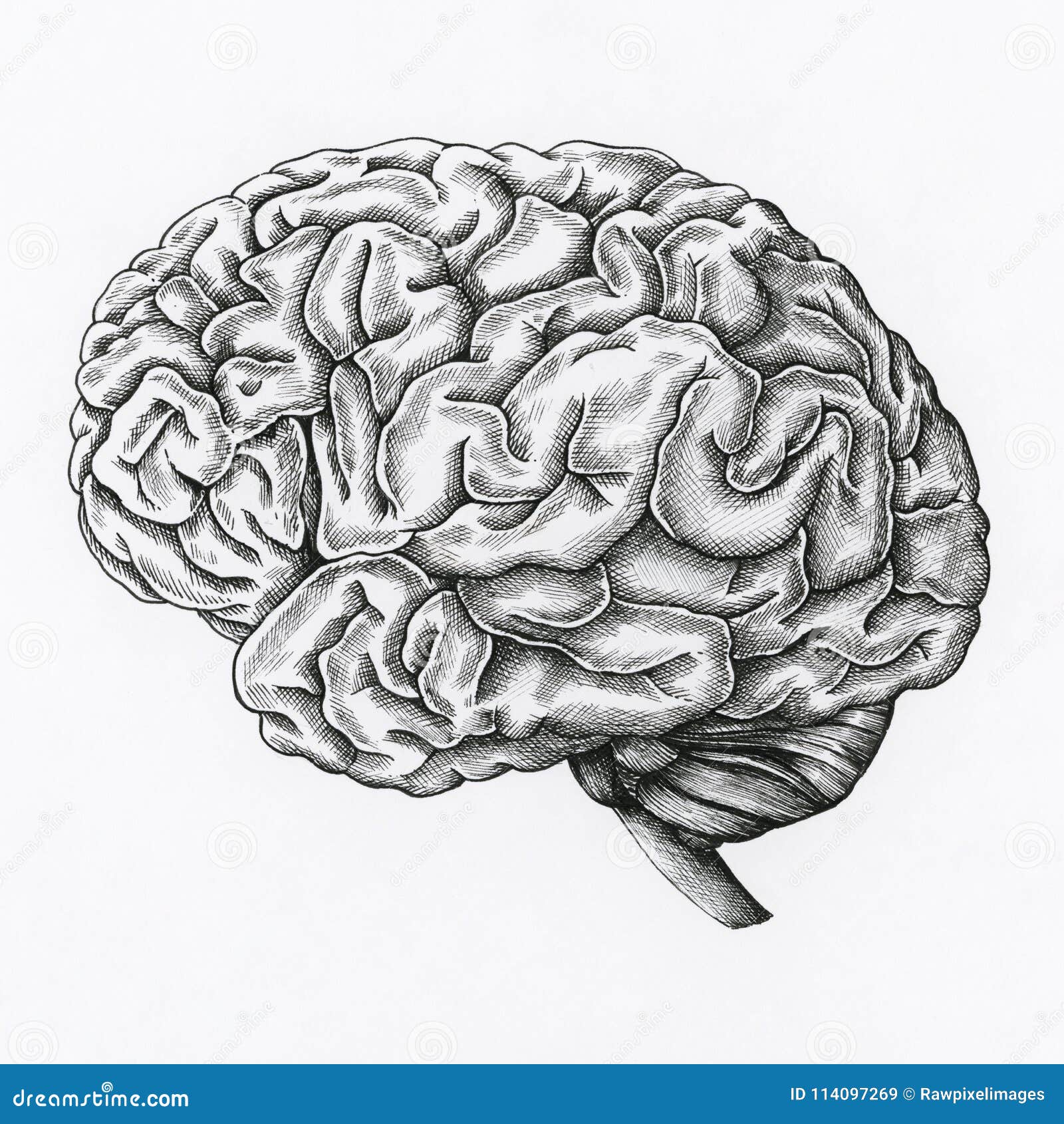 Hand Drawn Human Brain Isolated Stock Illustration - Illustration of ...