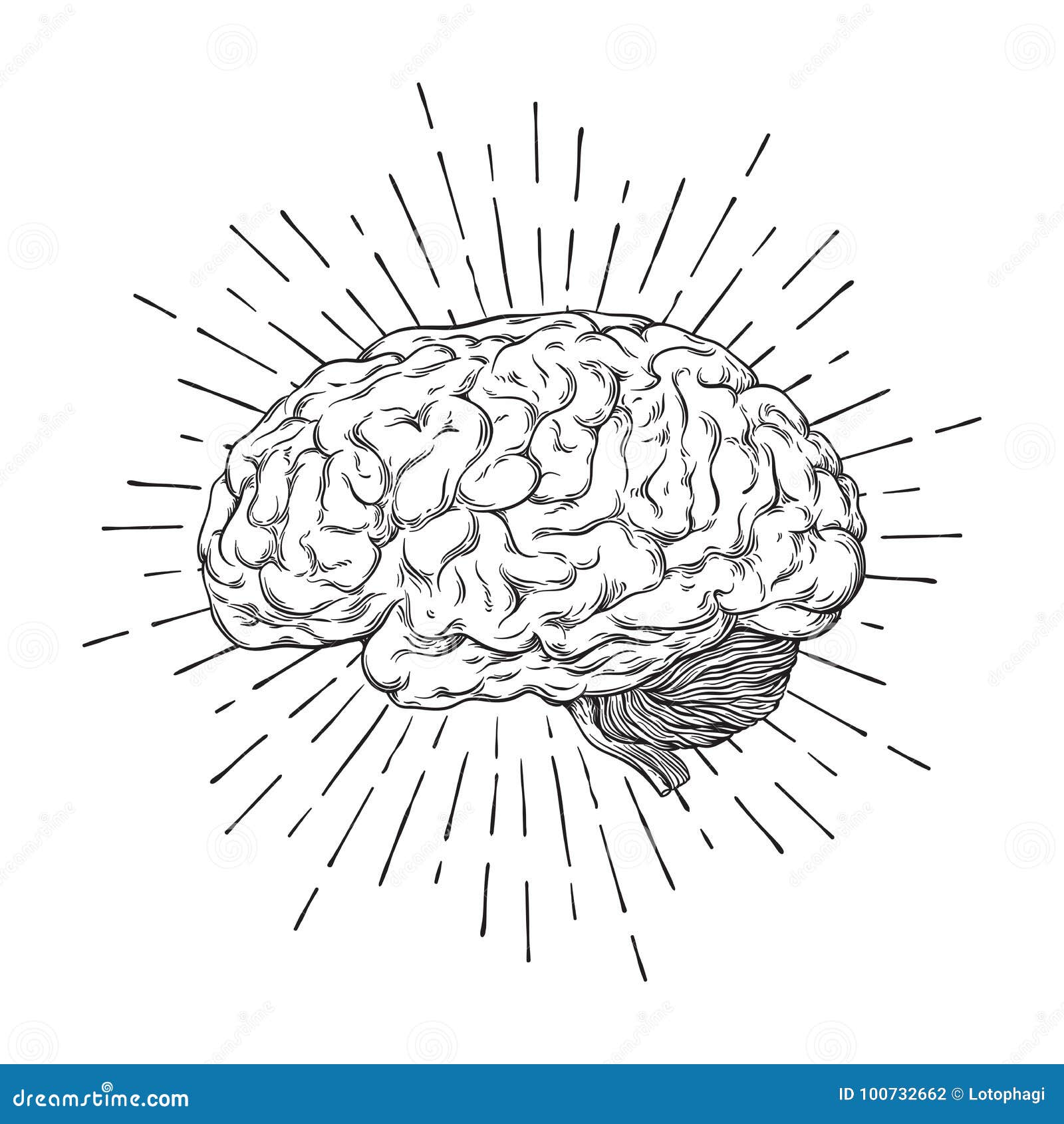 Hand Drawn Human Brain With Sunburst Anatomically Correct Art. Flash ...
