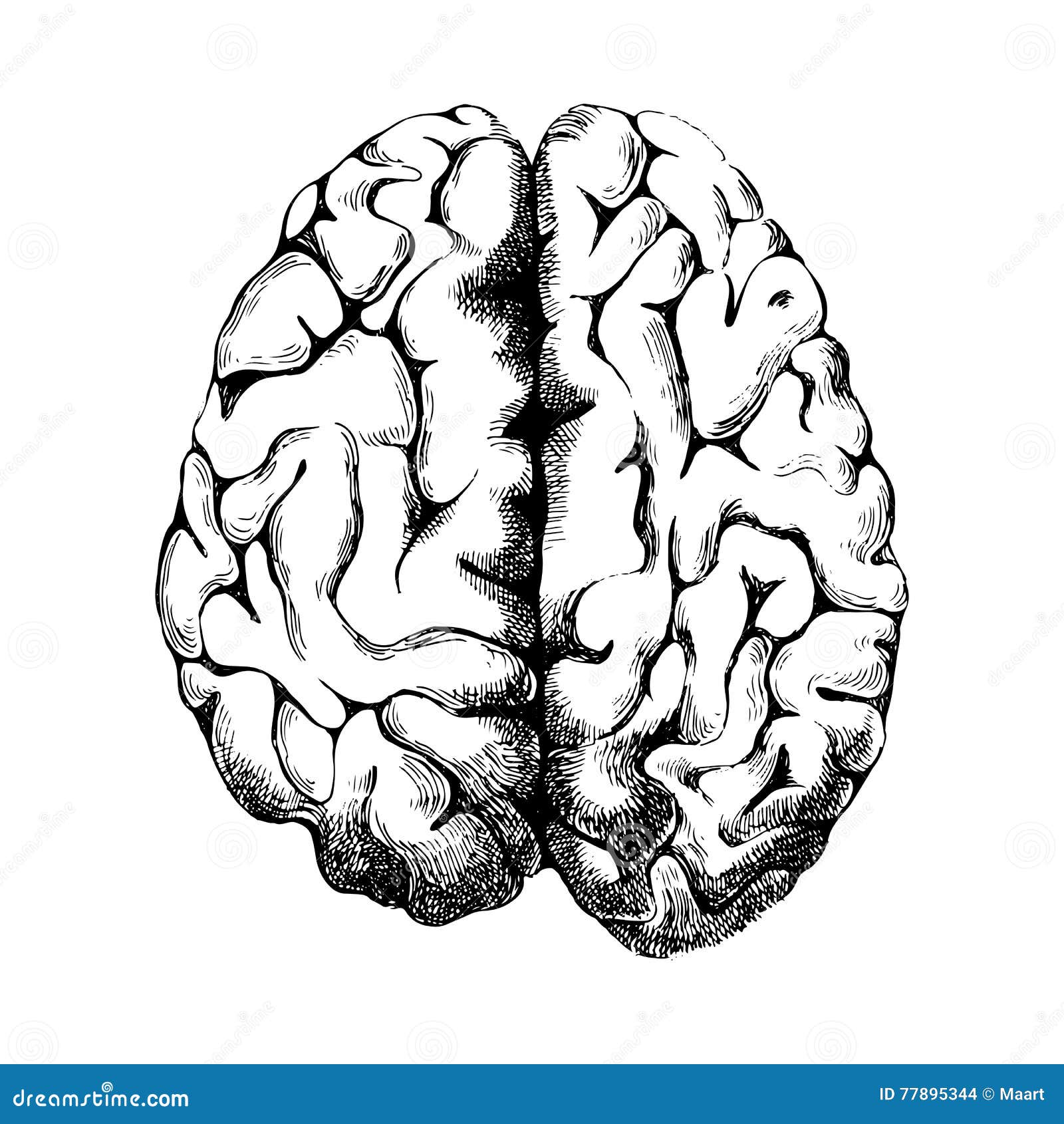 Hand drawn human brain stock vector. Illustration of lobes - 77895344