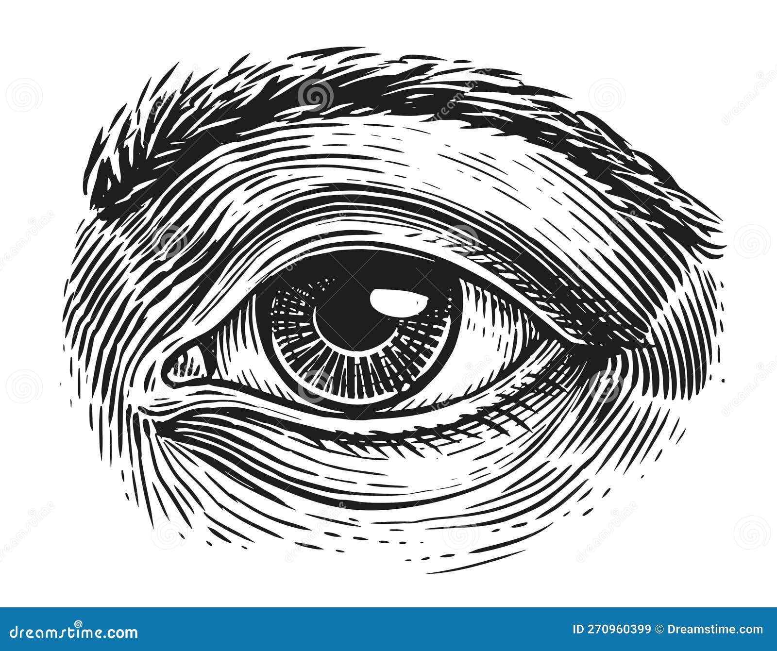 Human Eye in Engraved Style. Hand Drawn Sketch Illustration Stock ...