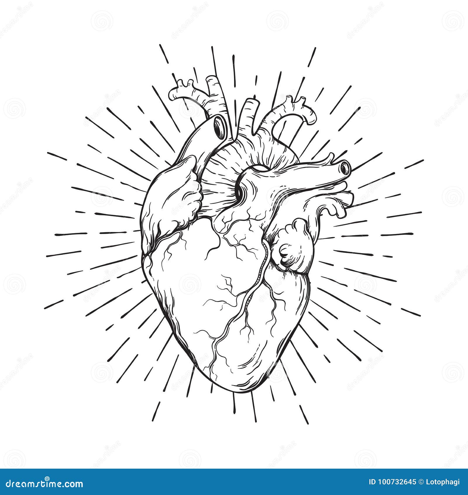 Human Heart Tattoo Design Human Heart Tattoo Design