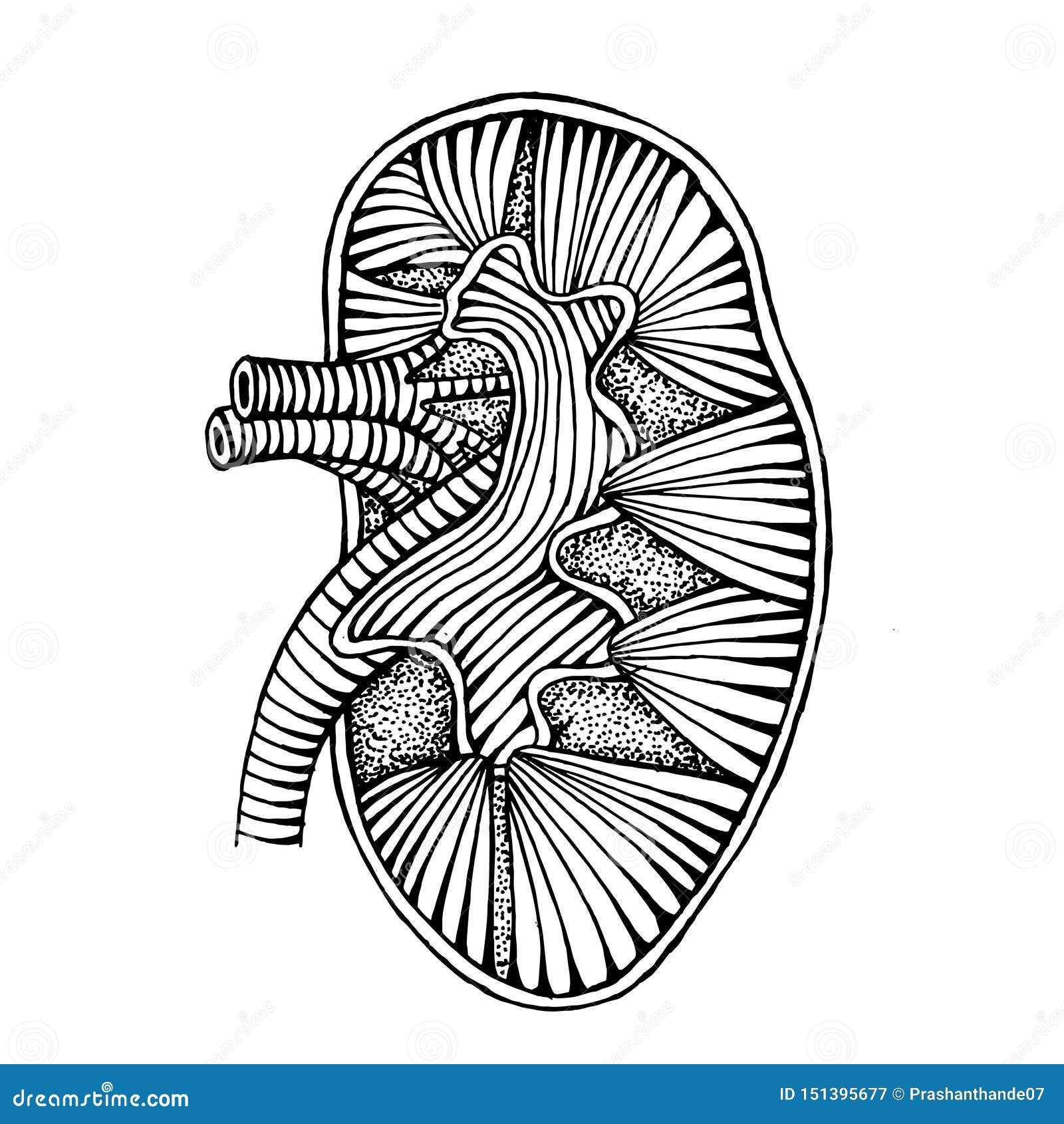 Hand Drawn Human Kidney Drawing Illustration Stock Illustration ...